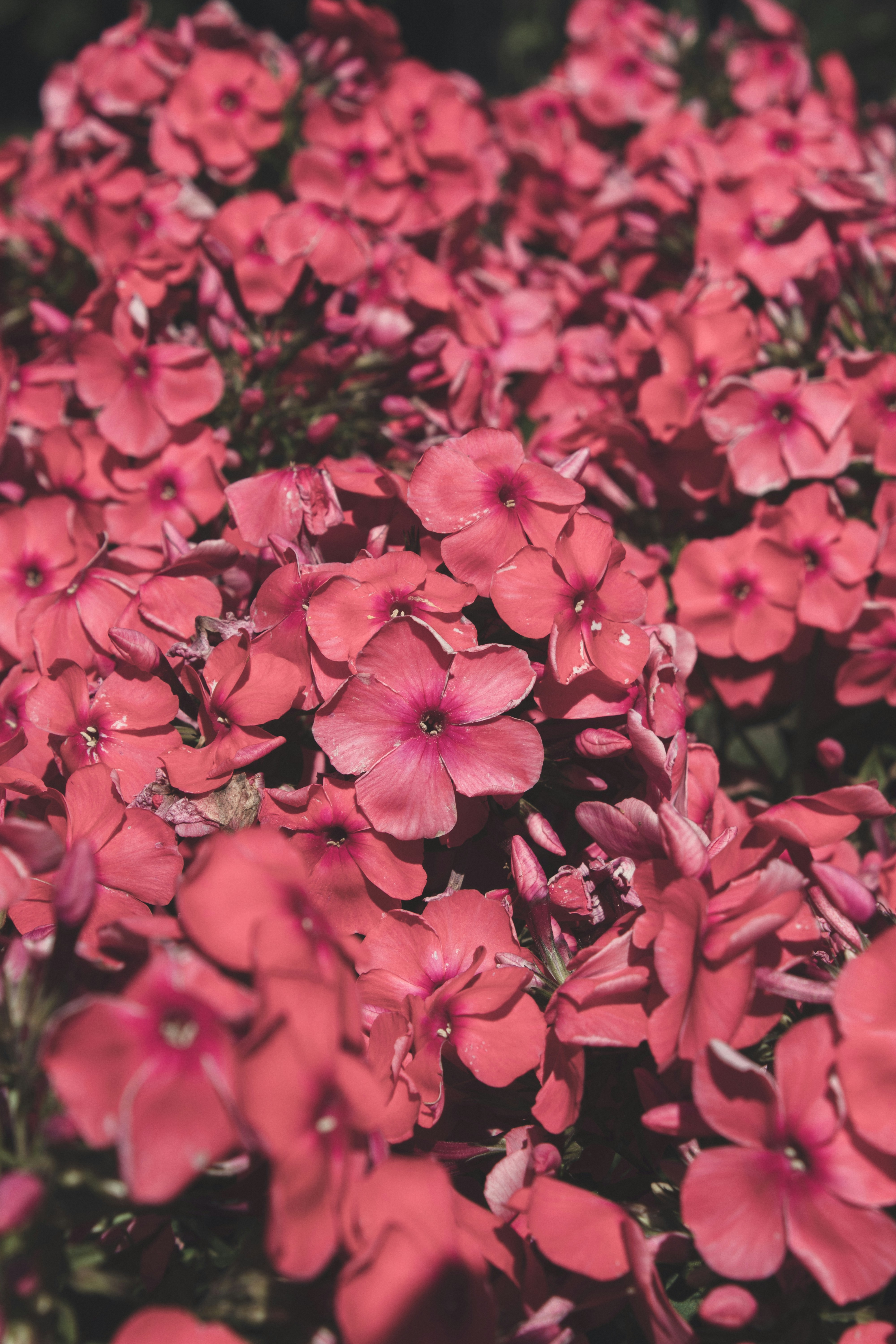 Crimson Carpet: A Dense Bed of Petaled Rosettes