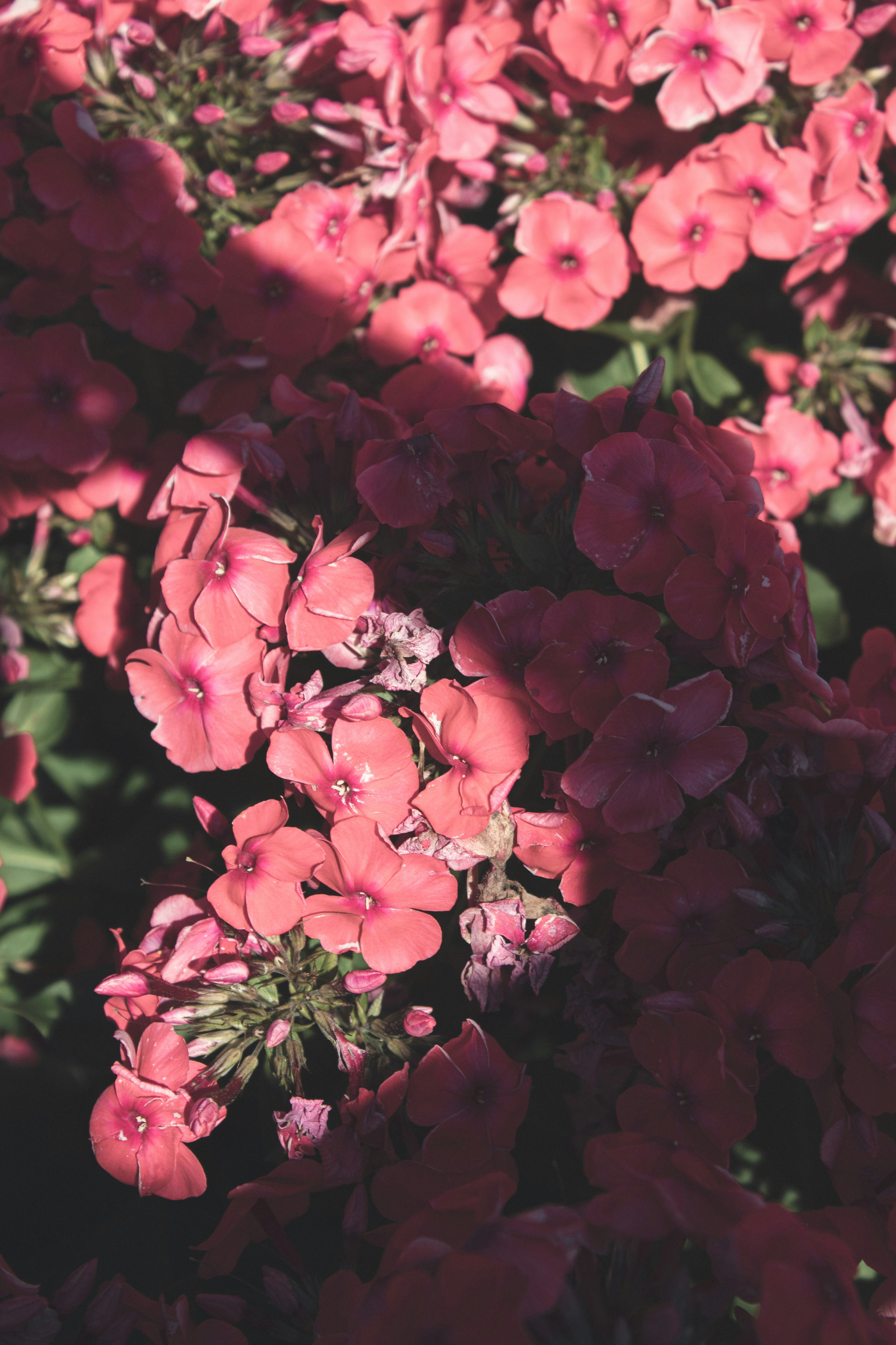 Soft Coral Burst: A Cascade of Petals in Evening Light