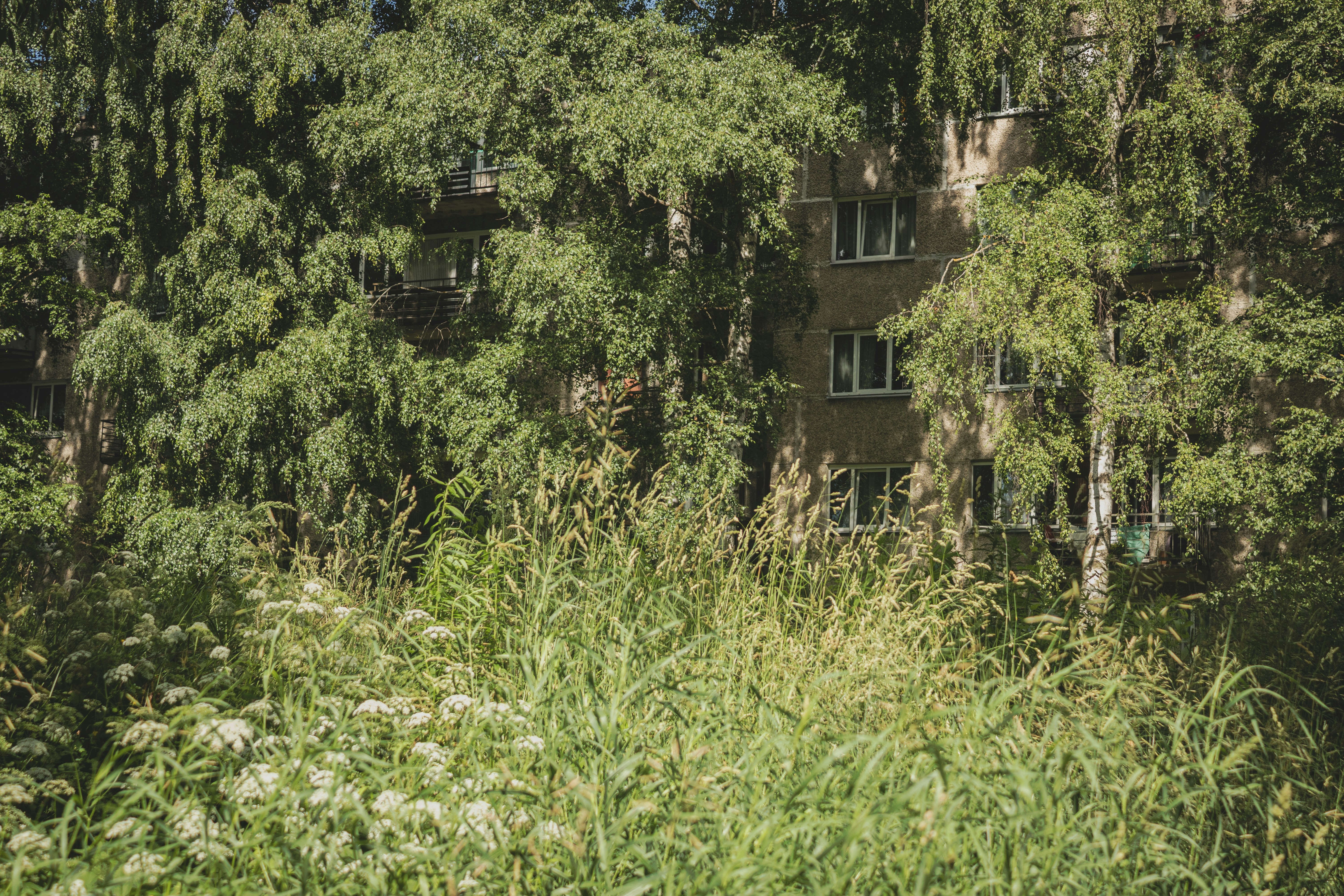Overgrown Edge: greenery framing a quiet apartment facade