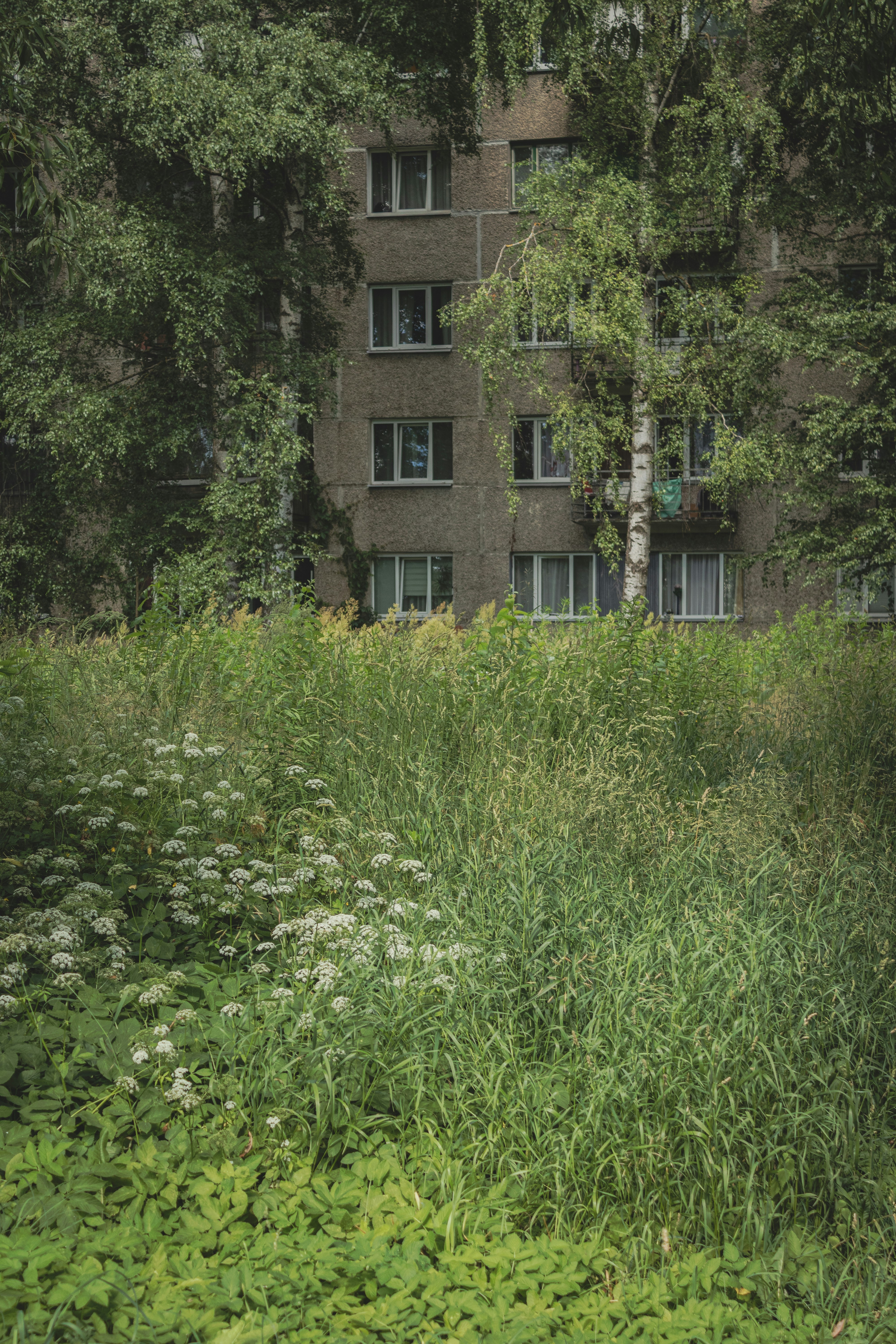 Urban Overgrowth Framing a Quiet Concrete Block