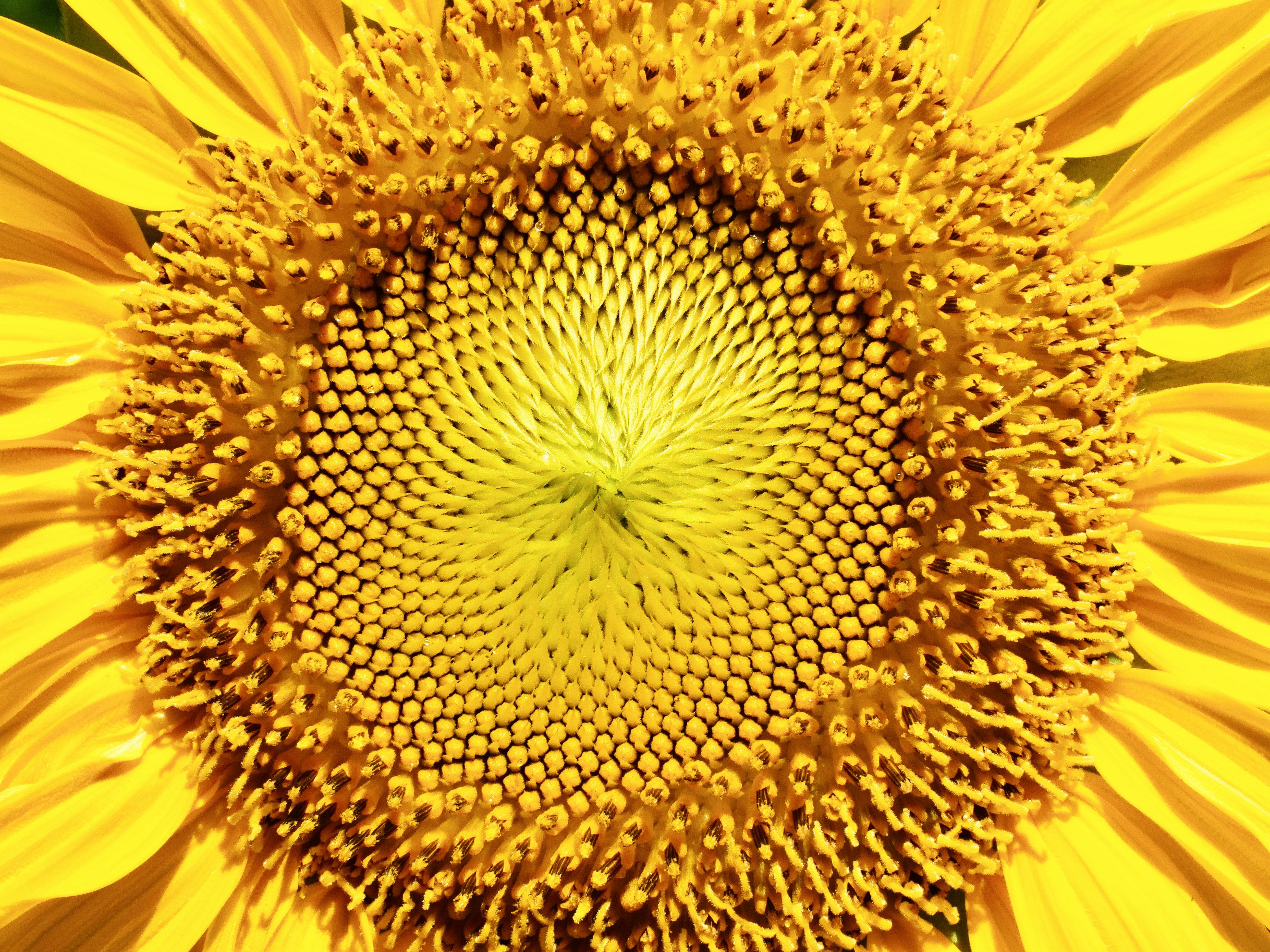 Sunflower Center: A Geometric Burst of Gold
