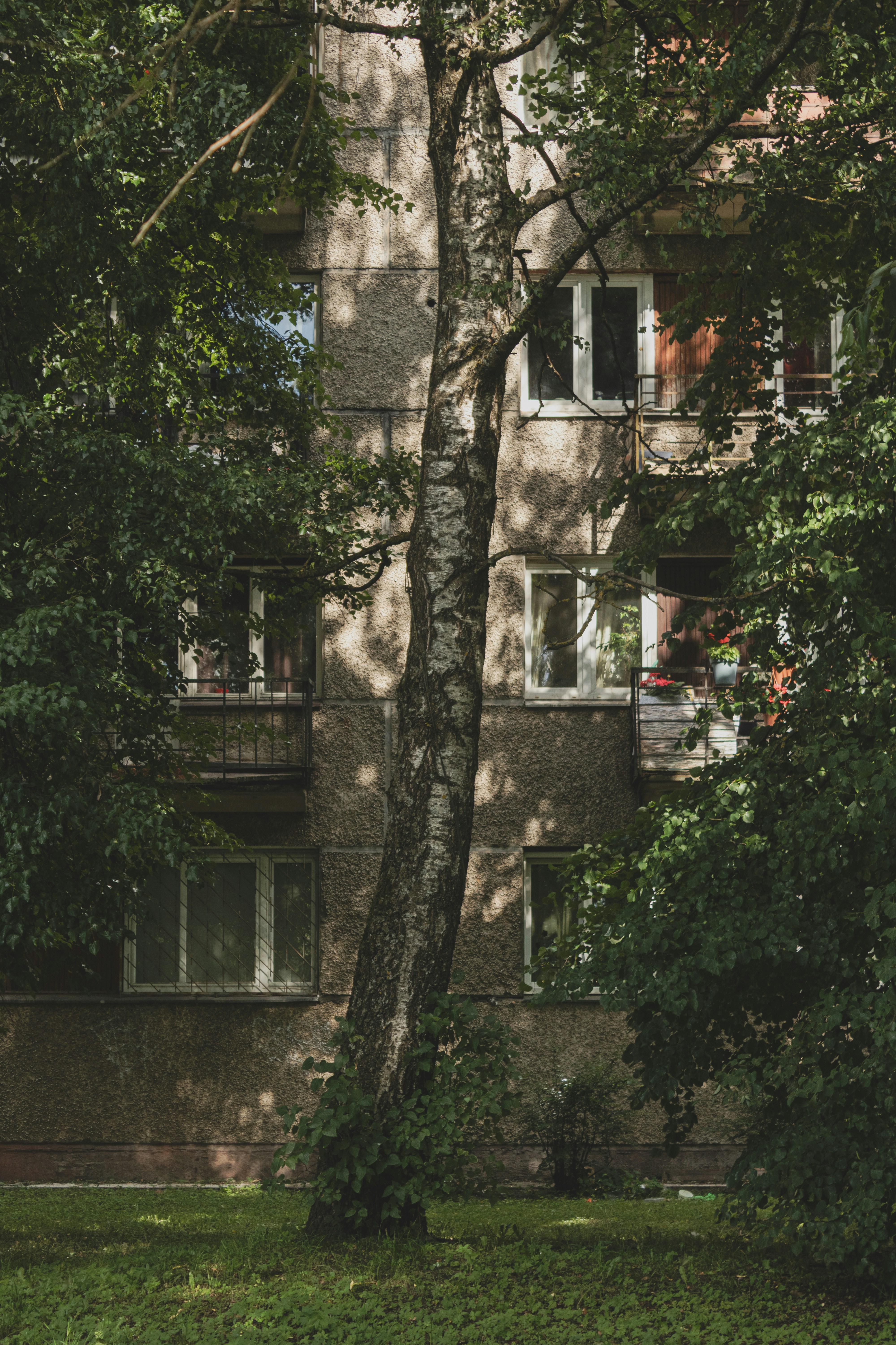 Tree-Curtained Facade: Urban Quiet Between Leaves