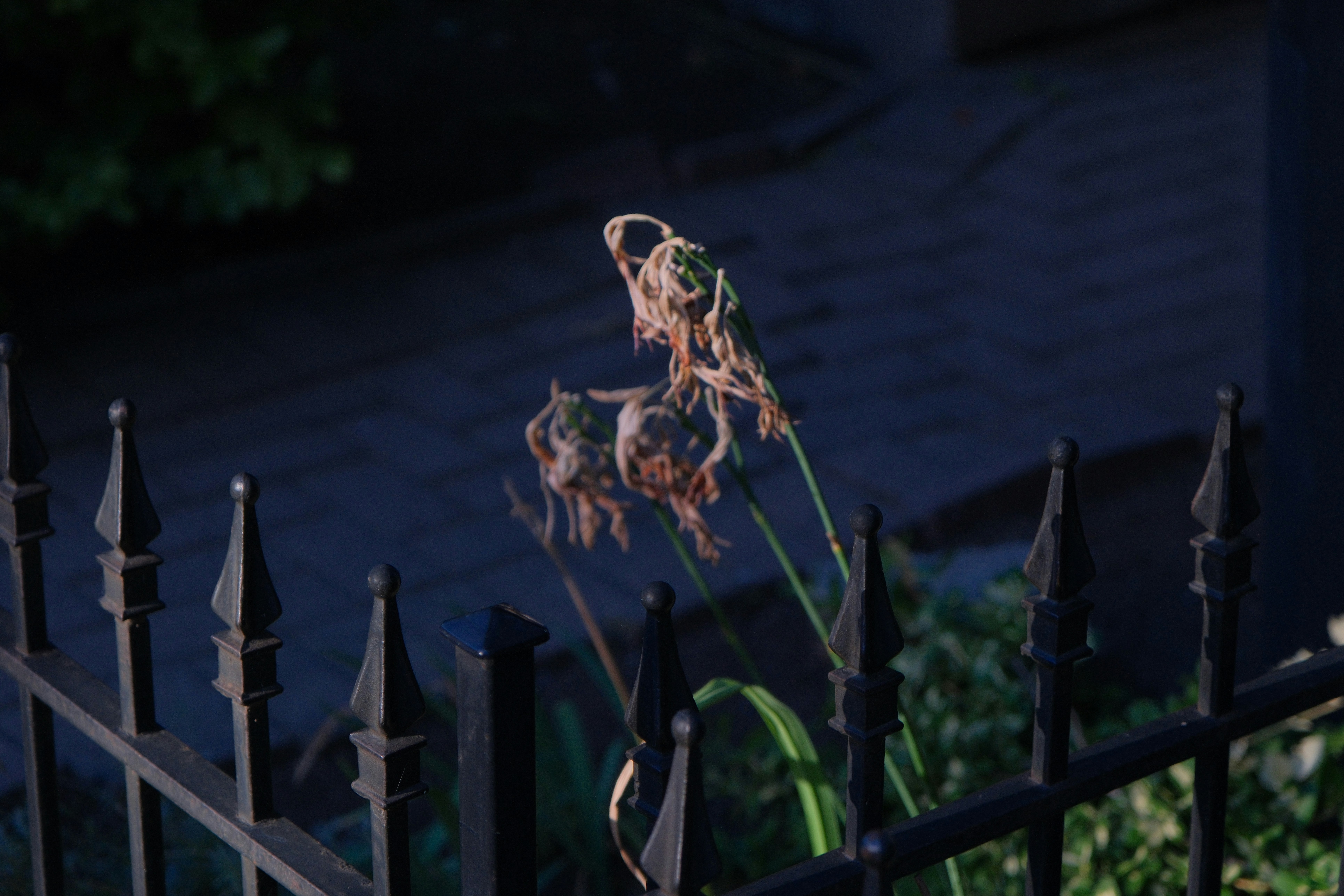 Withered Stems among Iron Spikes