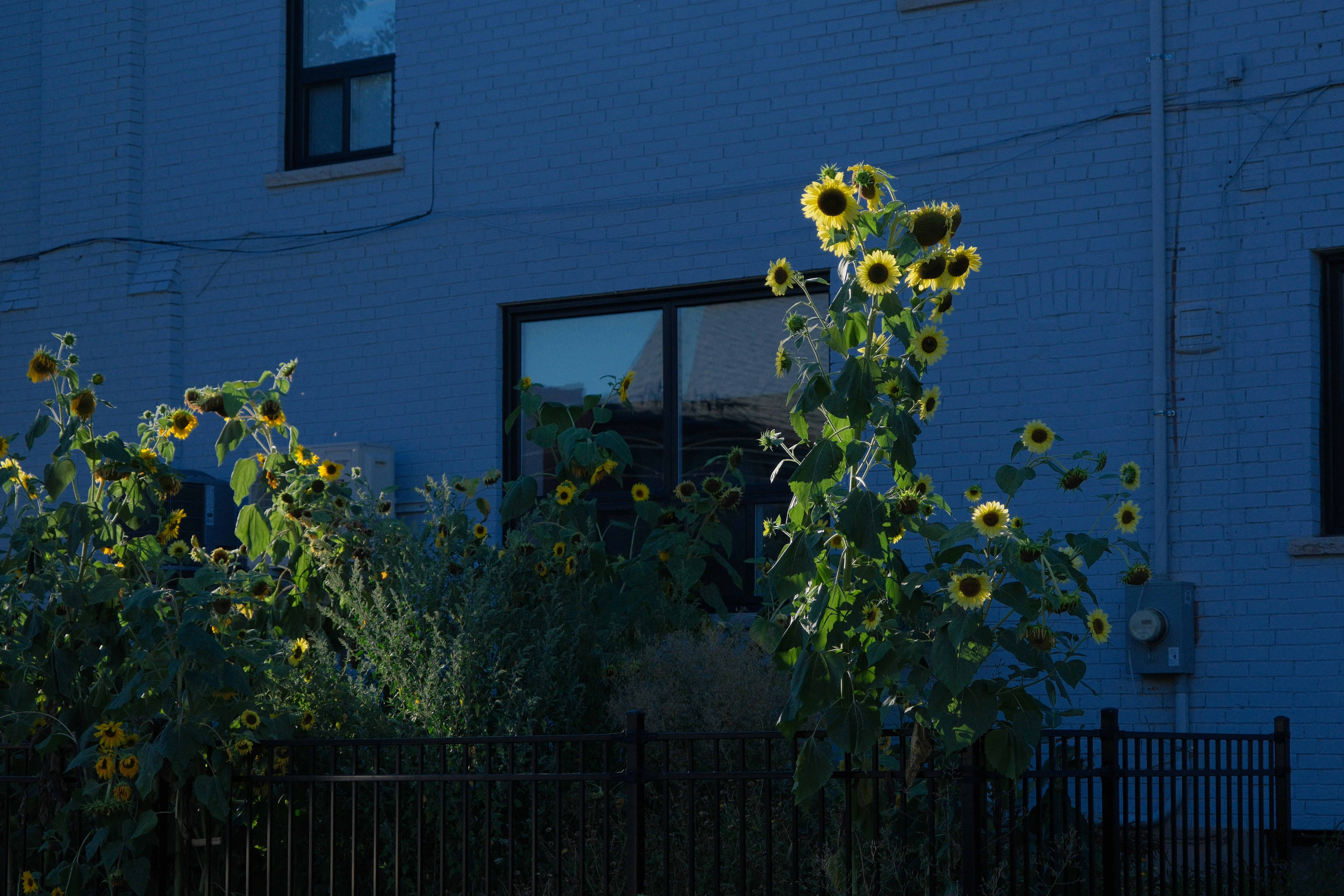 Sunflowers in a Quiet Urban Garden at Dusk