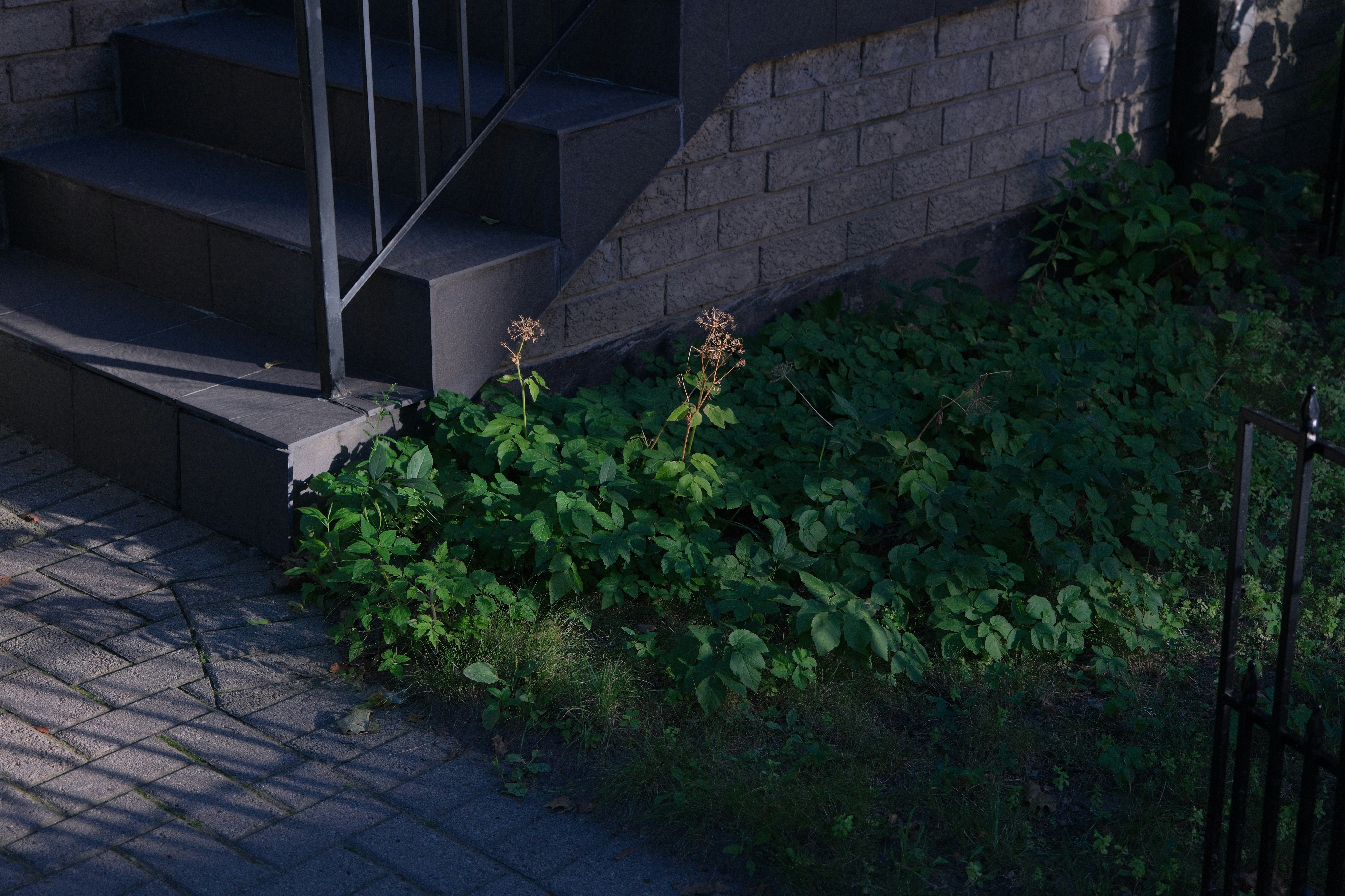 Overgrown Foundation: Quiet Urban Steps and Self-Seeding Plants