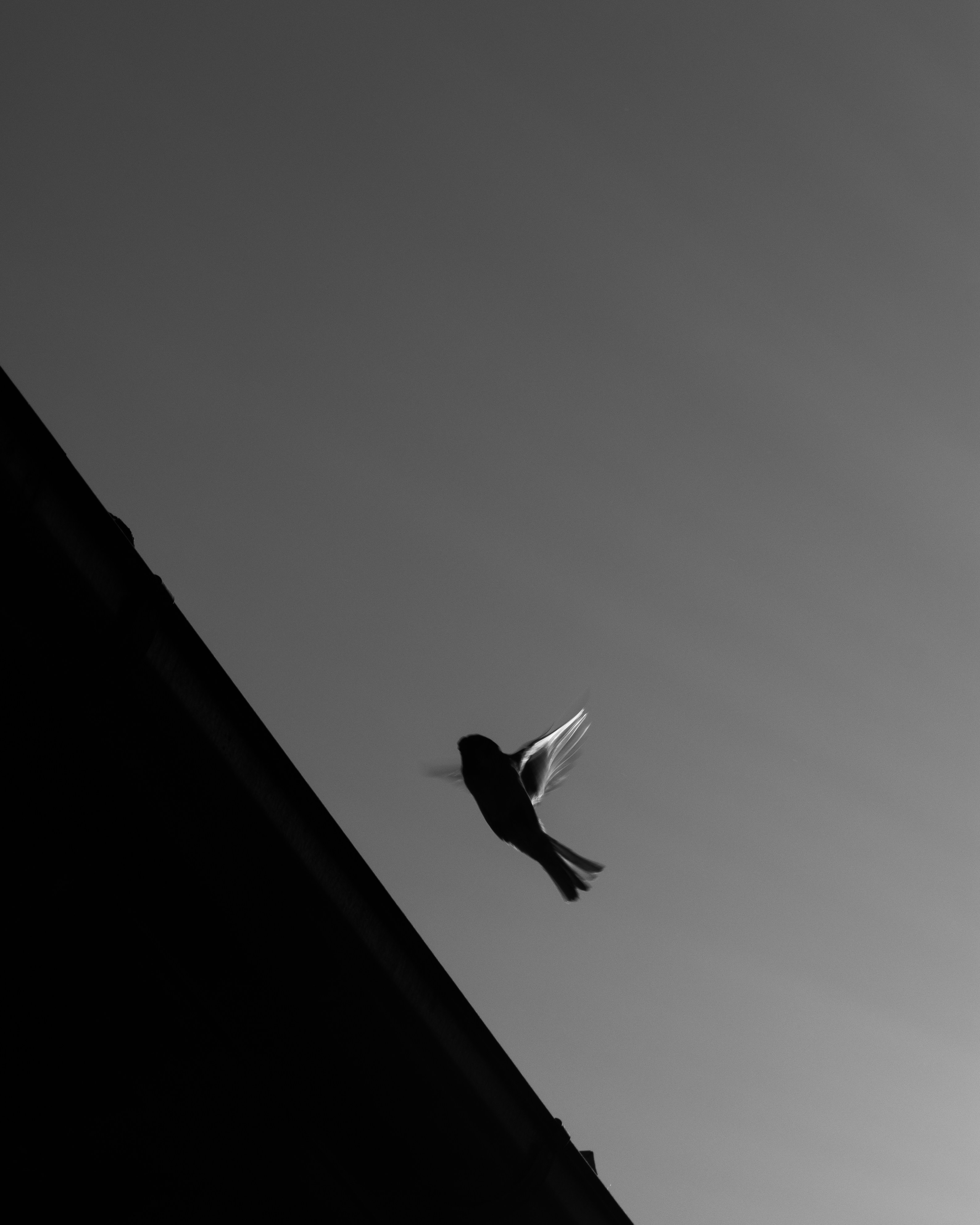 Winged silhouette over a slanted roof at twilight