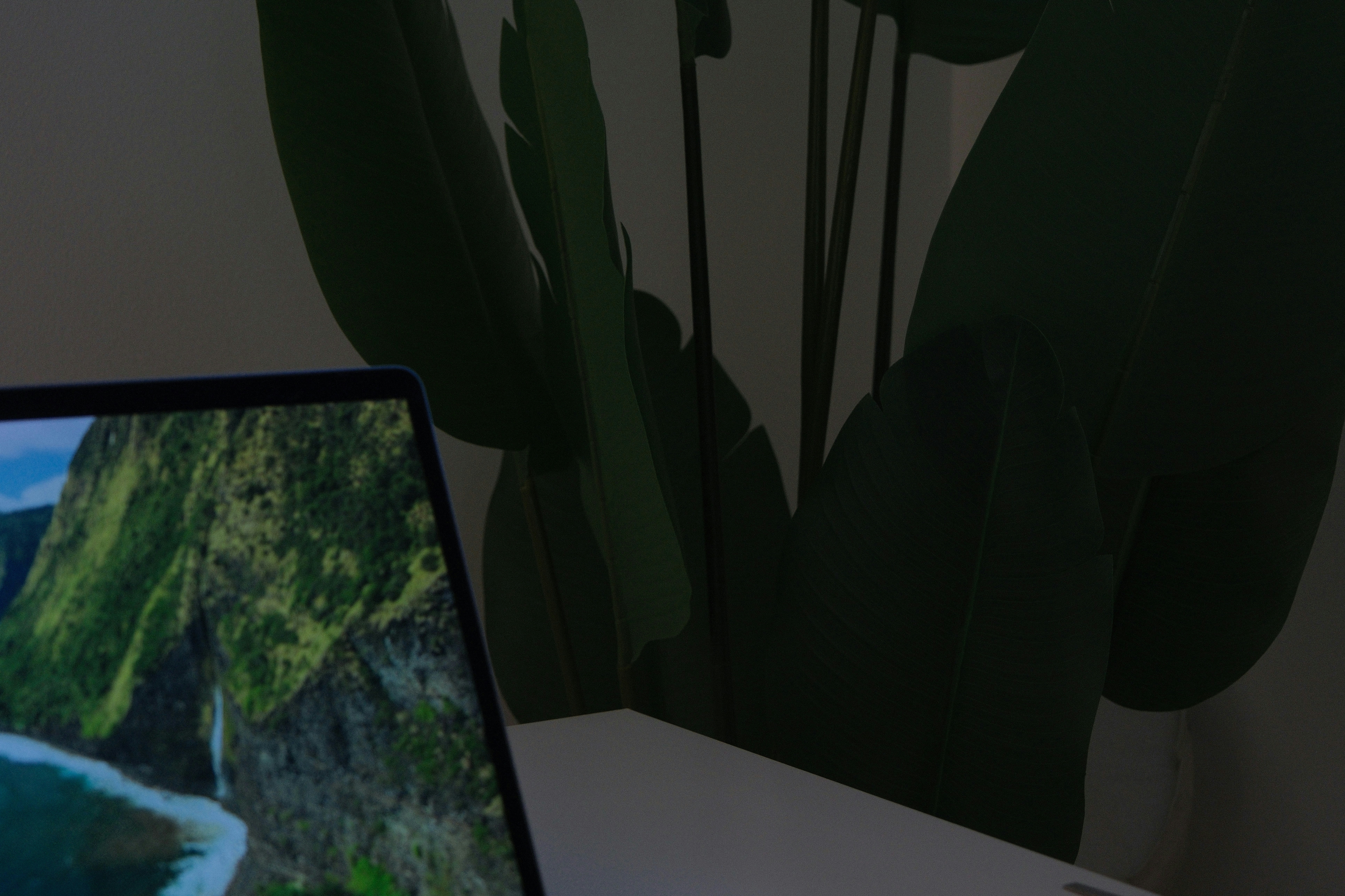 Laptop Morning Glow: Coastal Screen Wades into Greenroom Shadow