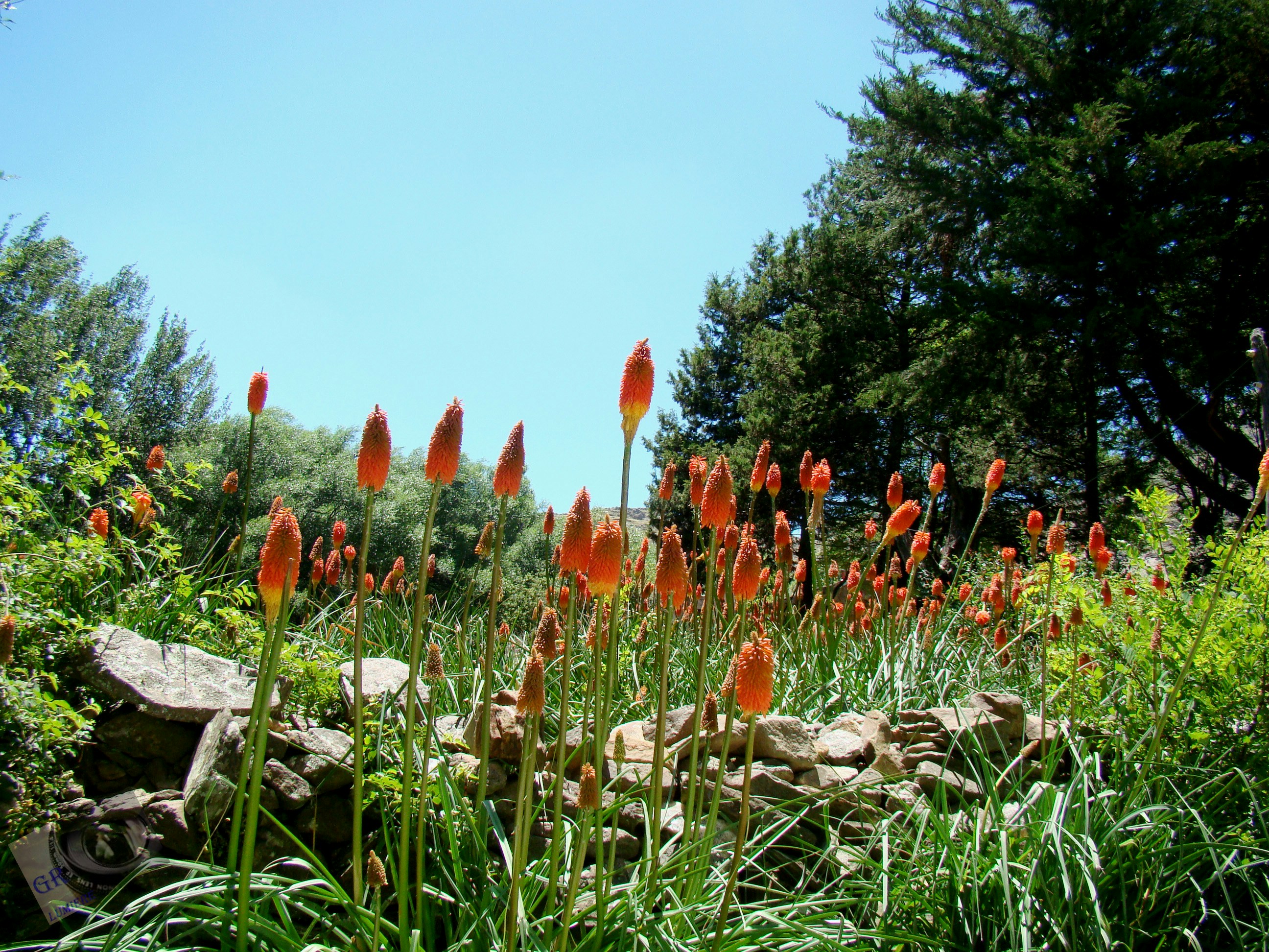 Tall orange cattails bloom along a stone wall in a sunlit garden; lush greenery and a clear blue sky provide a tranquil backdrop. (Not a logo, illustration, painting, or cartoon.)