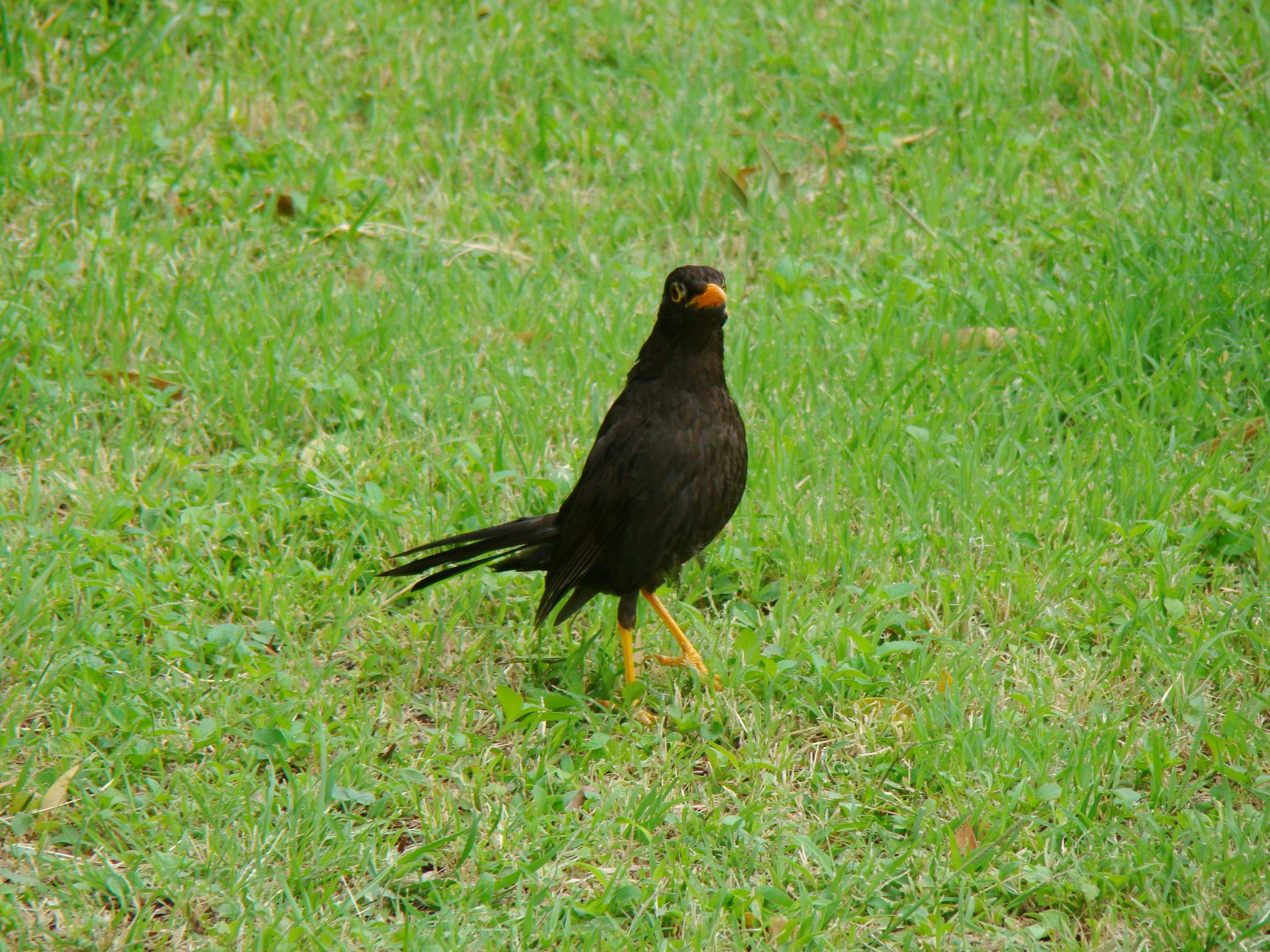 A dark-feathered bird with bright yellow legs stands alert in a sunlit grassy area, capturing a moment of natural behavior in an open field.