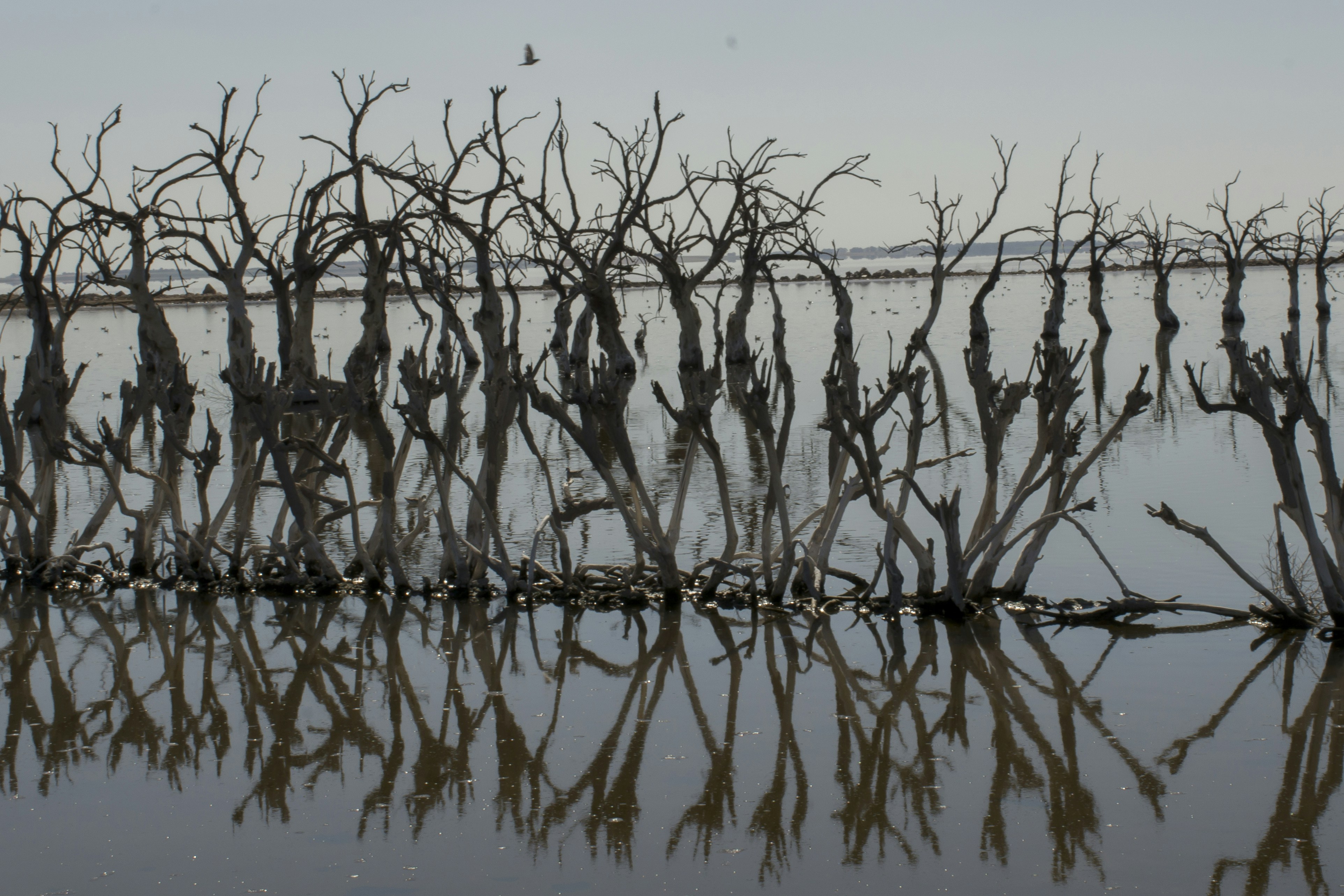 Reflections on the Silent Wetland