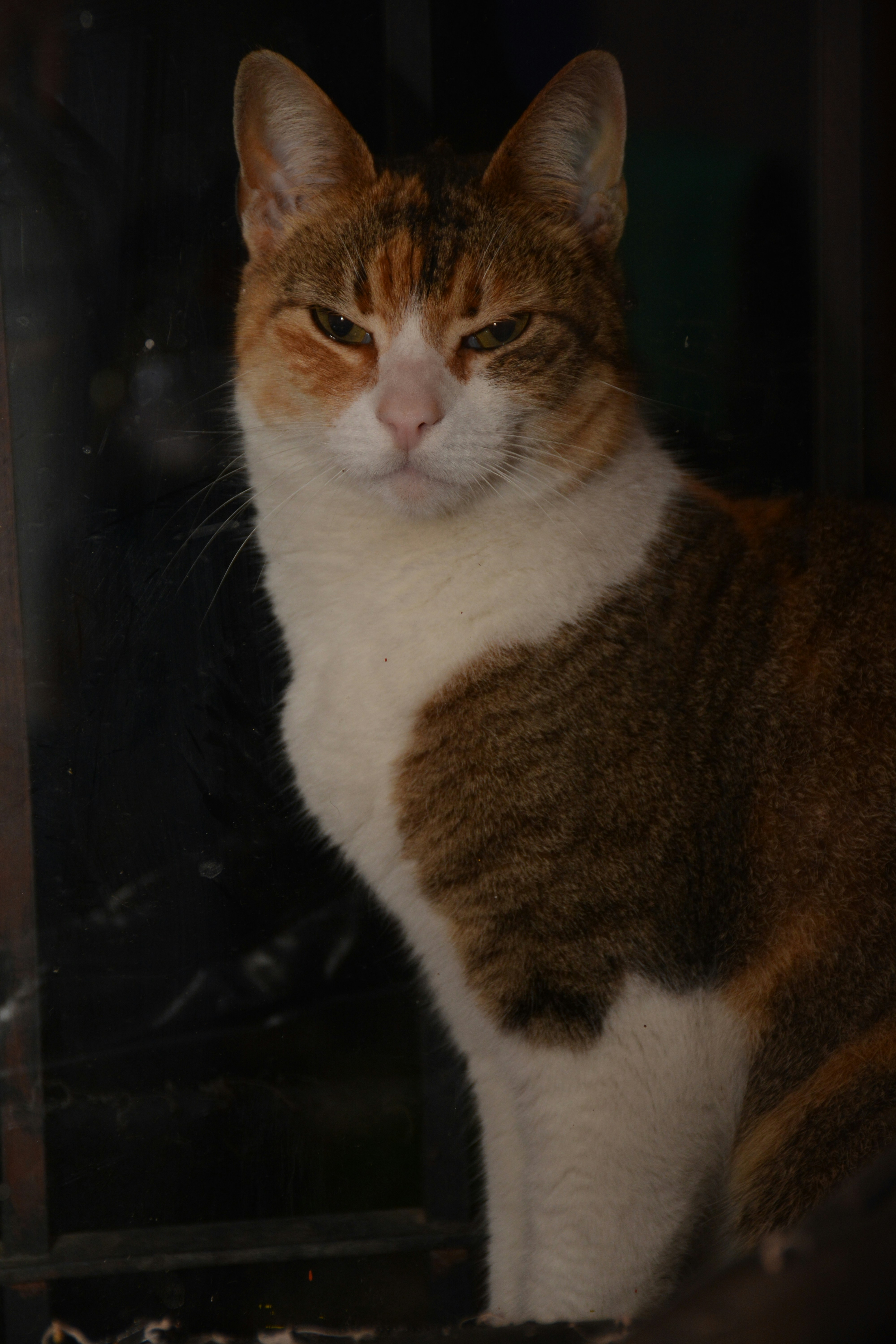 Focused Gaze: Calico Cat in a Quiet Window Frame