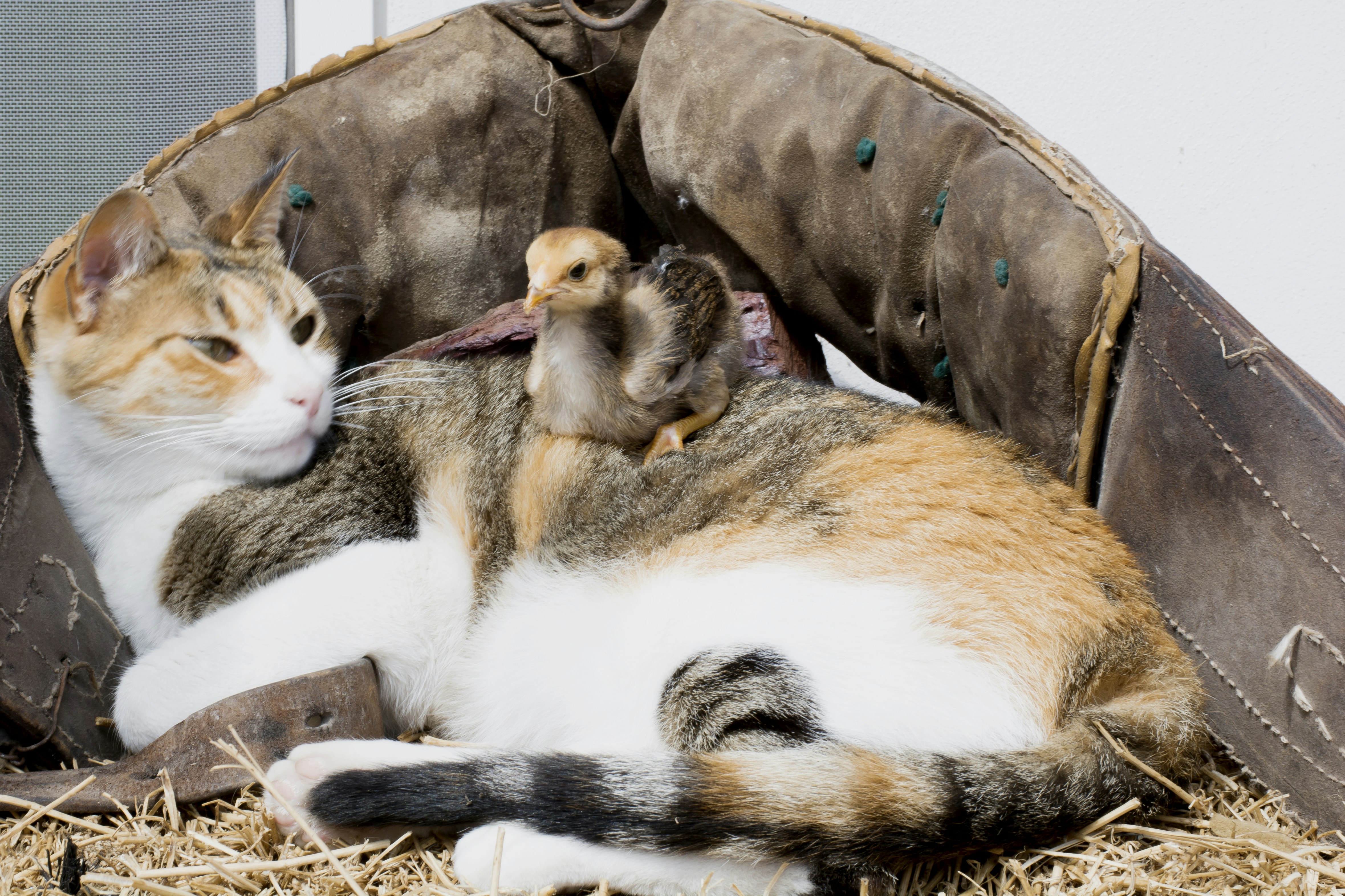 Mother Cat and Tiny Duckling Amid a Scruffy Nest