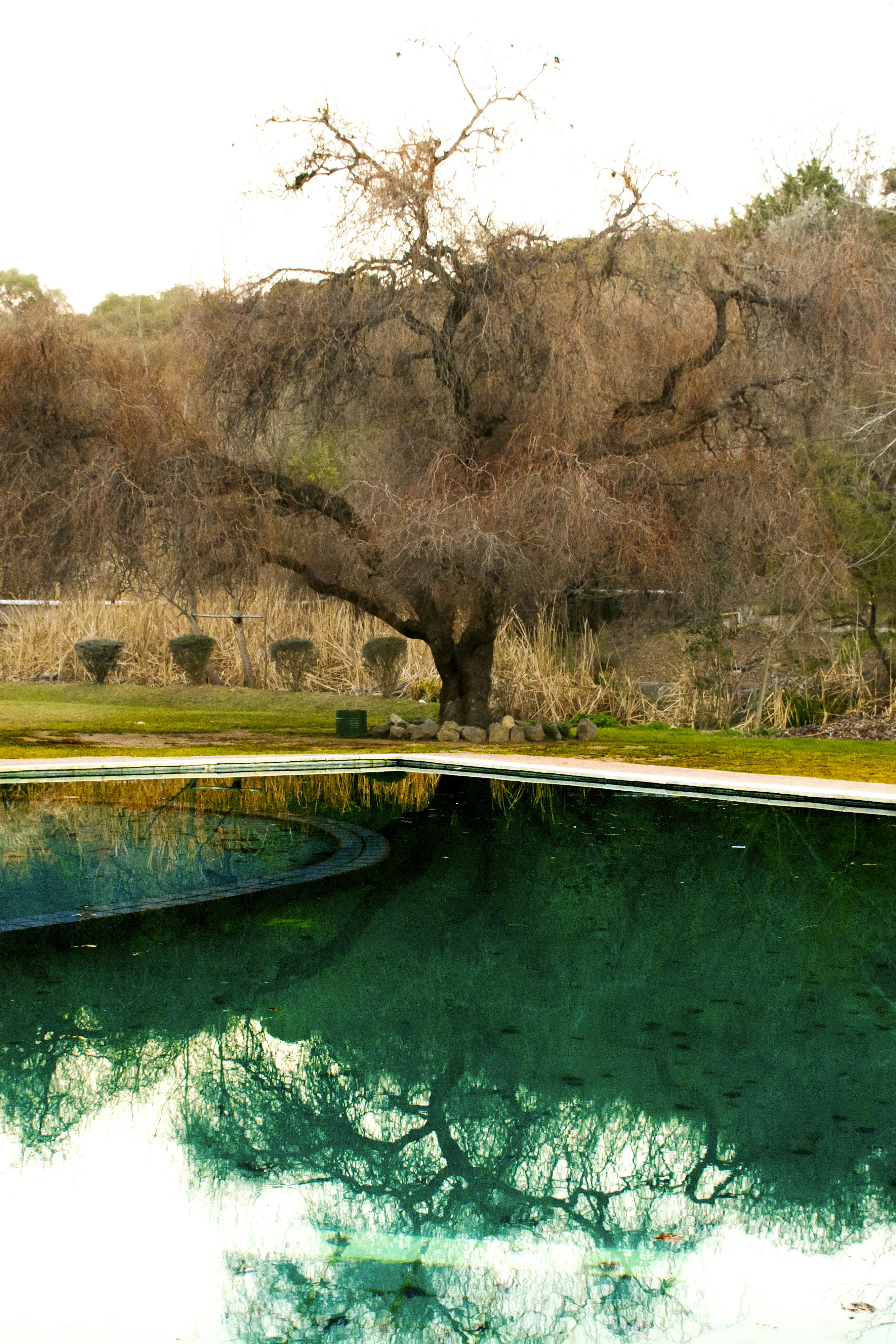 Reflected Stillness: A Leafless Tree Framed by a Verdant Pool
