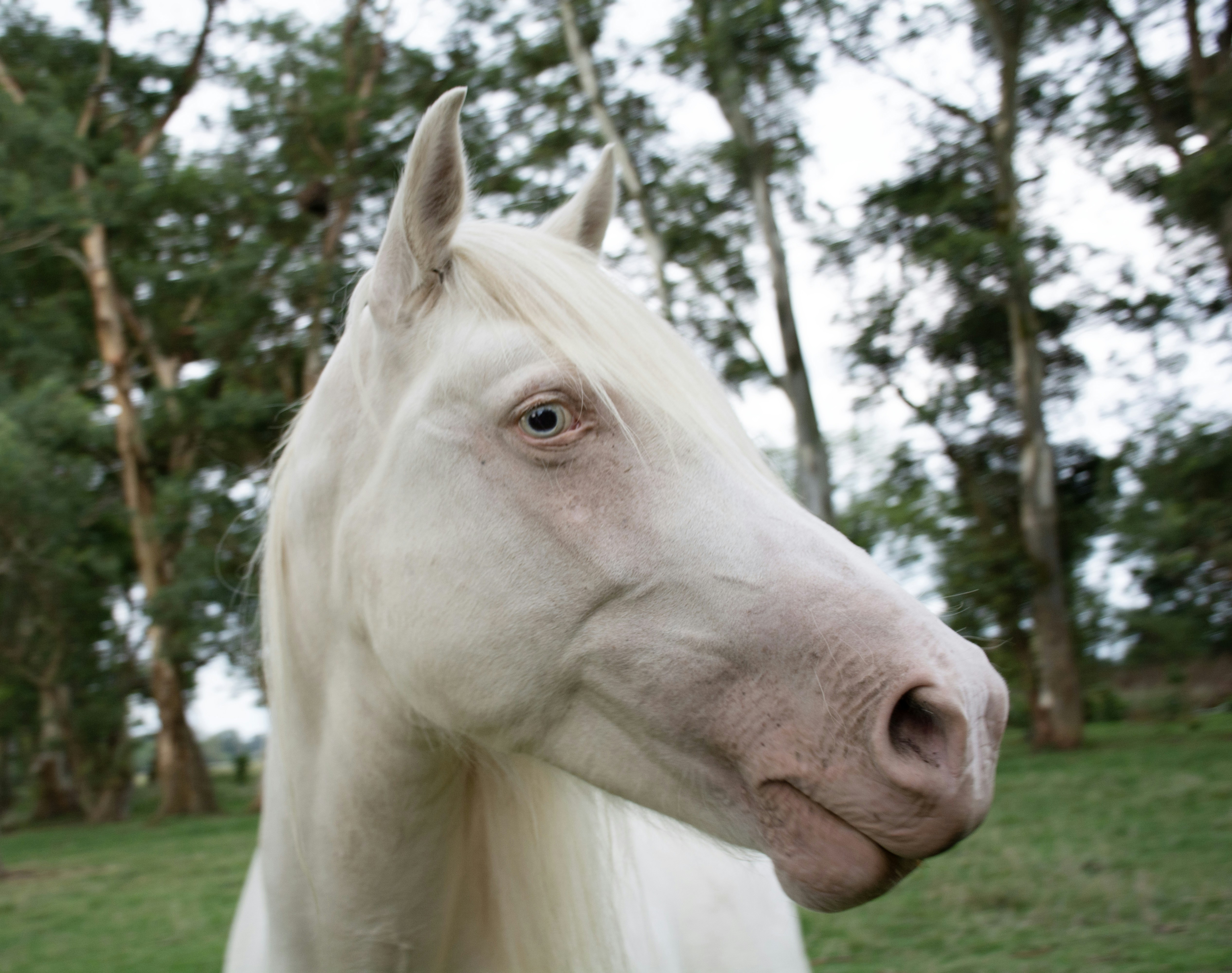 Portrait of a Palomino in a Quiet Meadow
