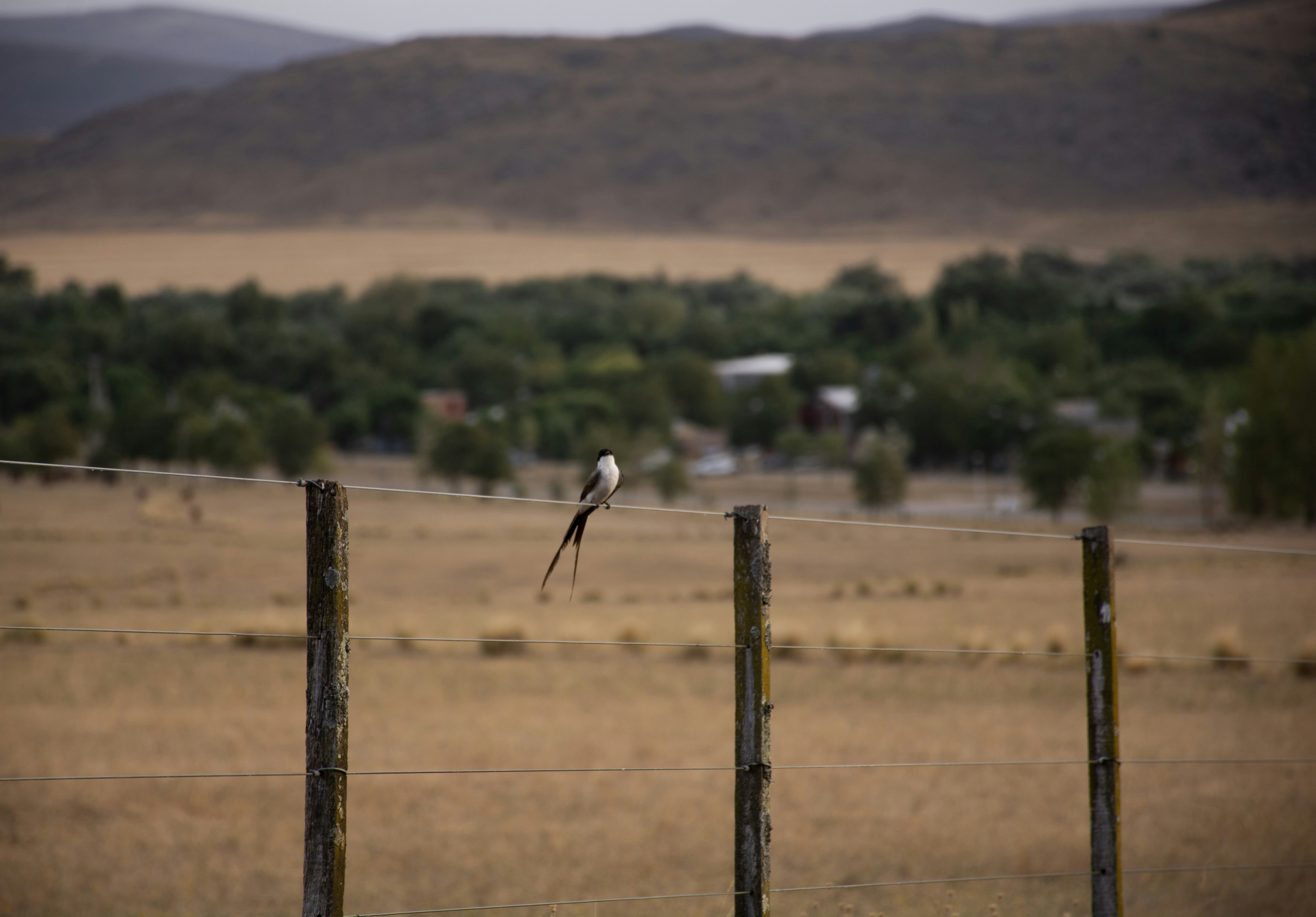 Bird on a Fence: A Lone Perch Above Autumn Plains