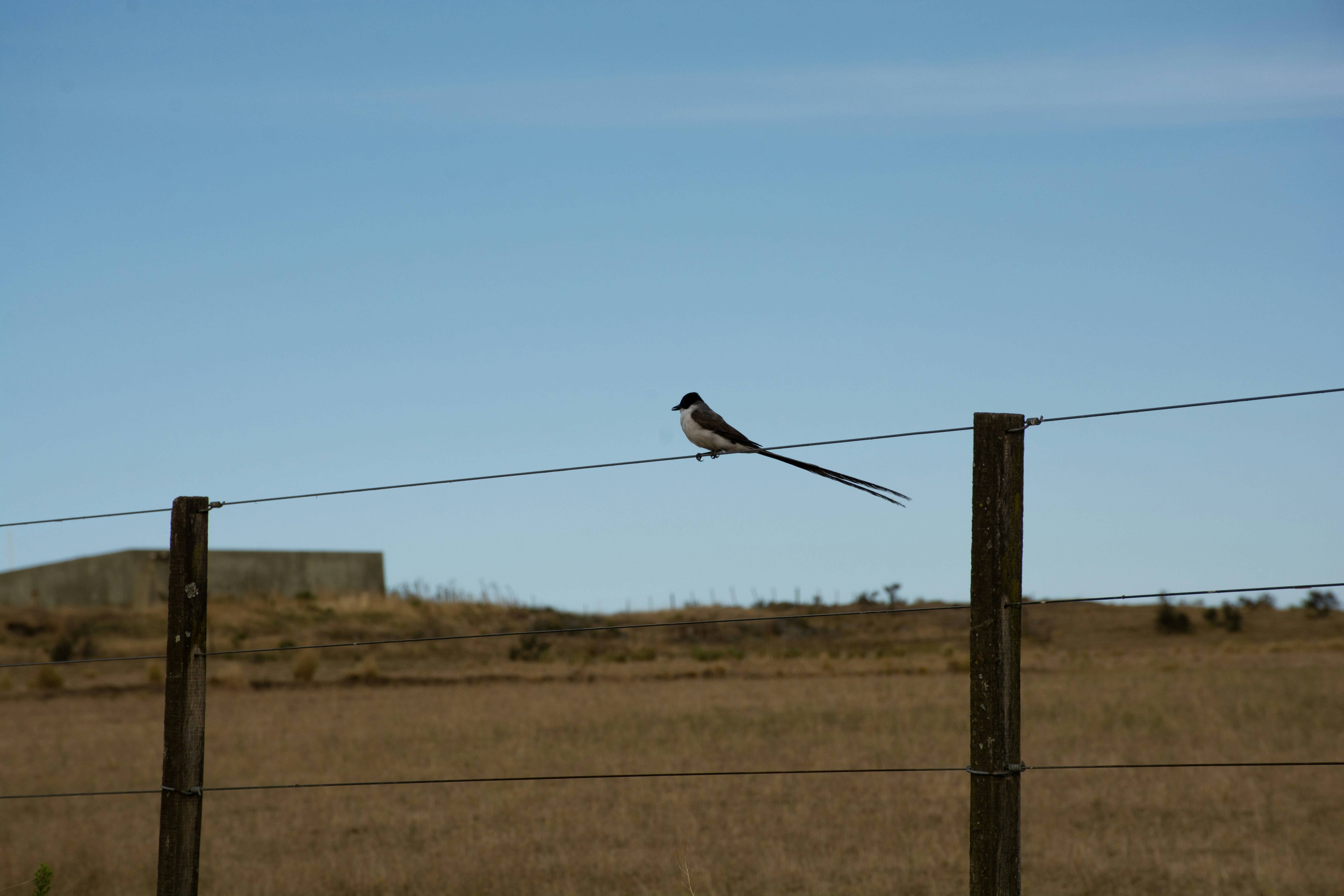 Narrow-Field Wanderer: A Long-Tailed Songbird on a Desert Fence