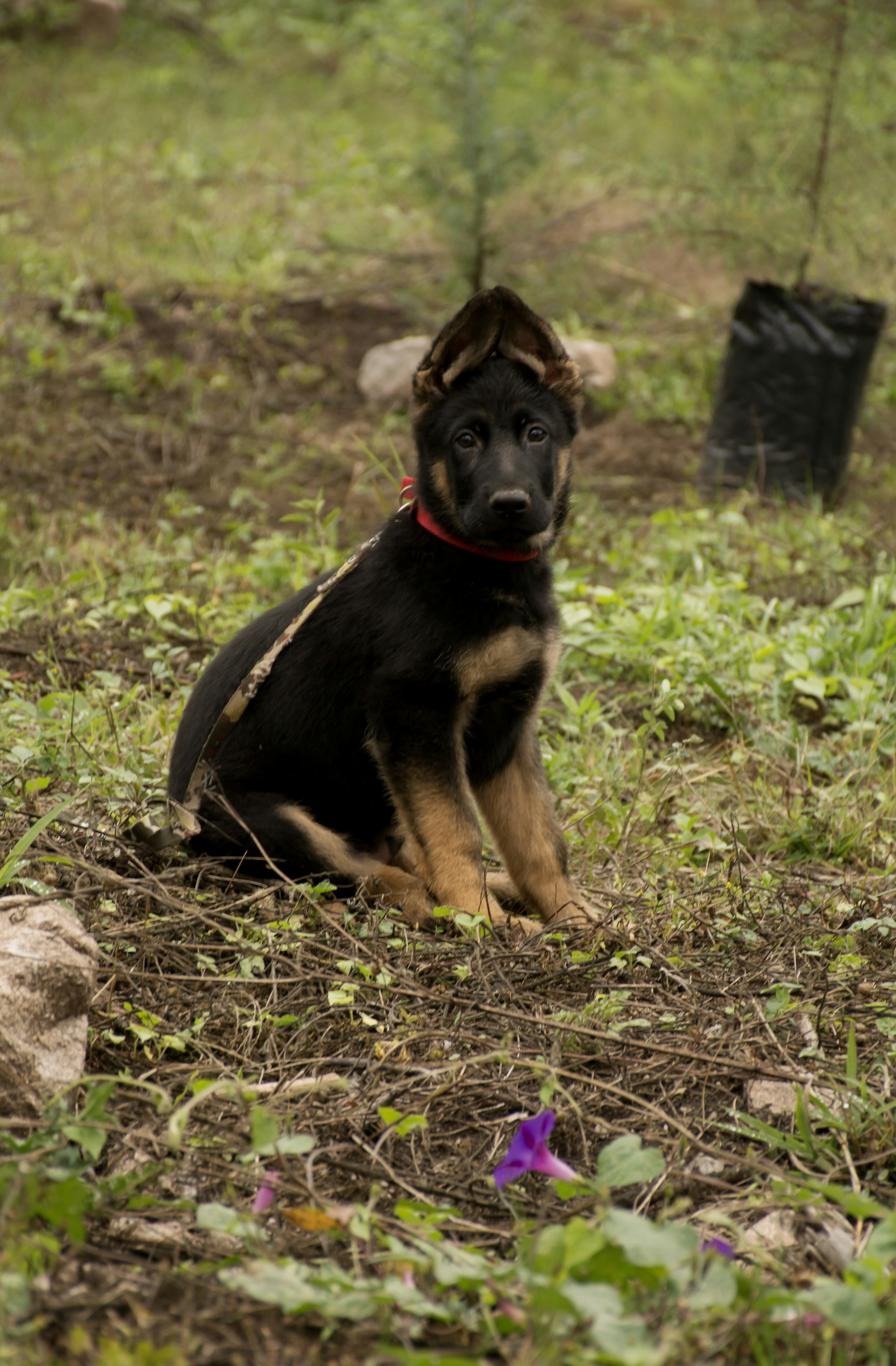 Watchful Pup in a Quiet Forest Clearing