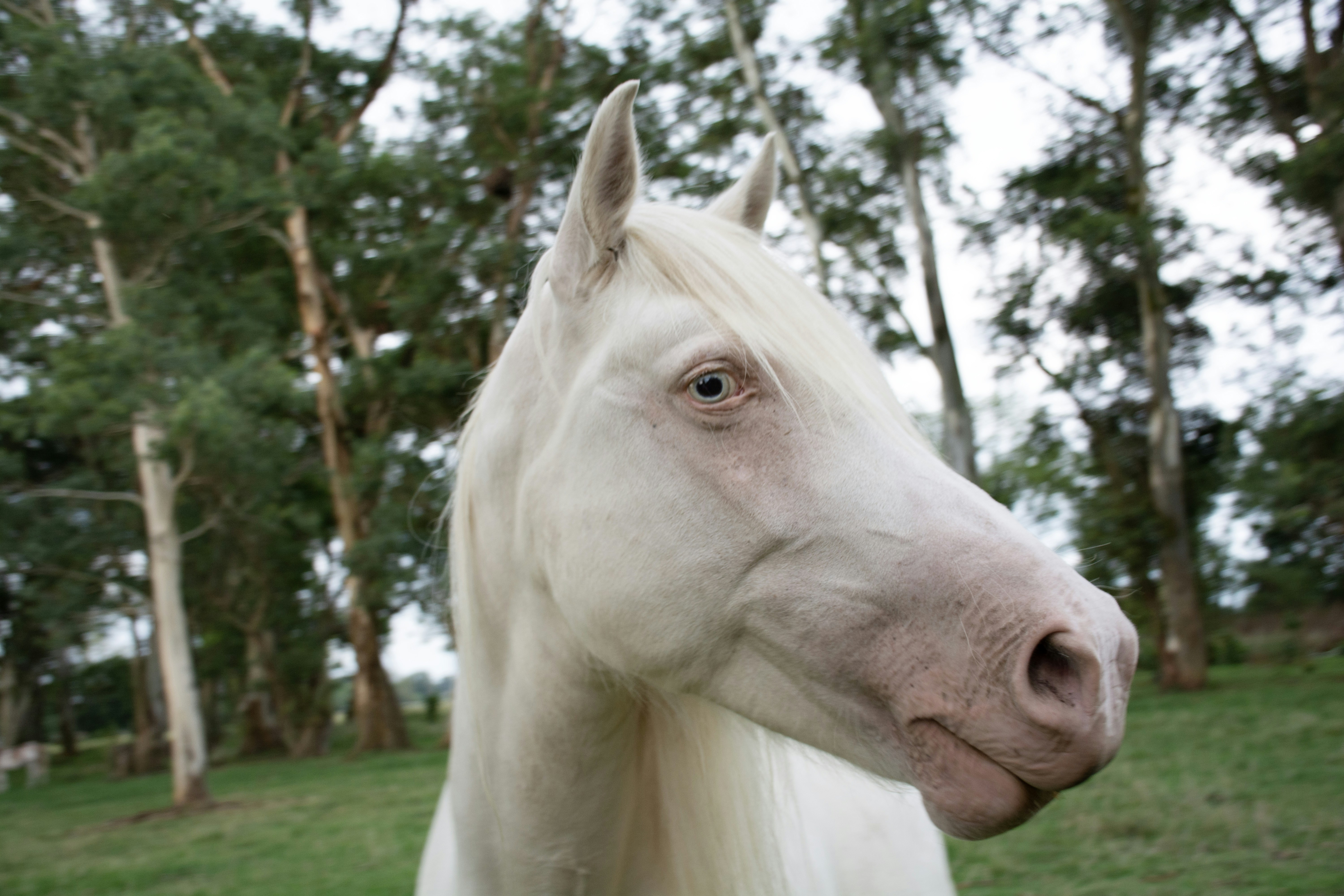 White Mane, Green Field: The Horse's Quiet Gaze