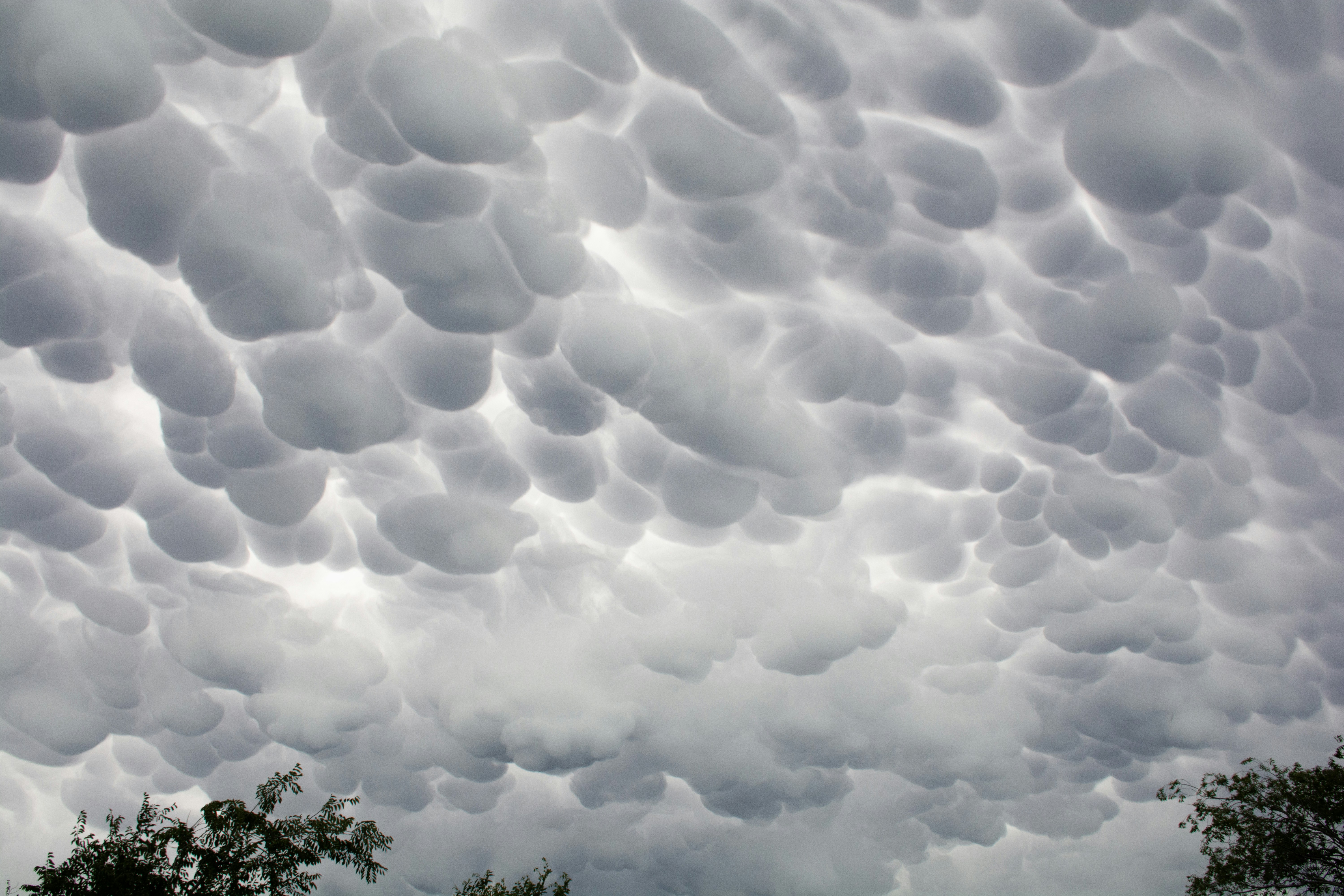 Mammatus on the Horizon: Cloud Sculptures over a Silhouetted Tree Line