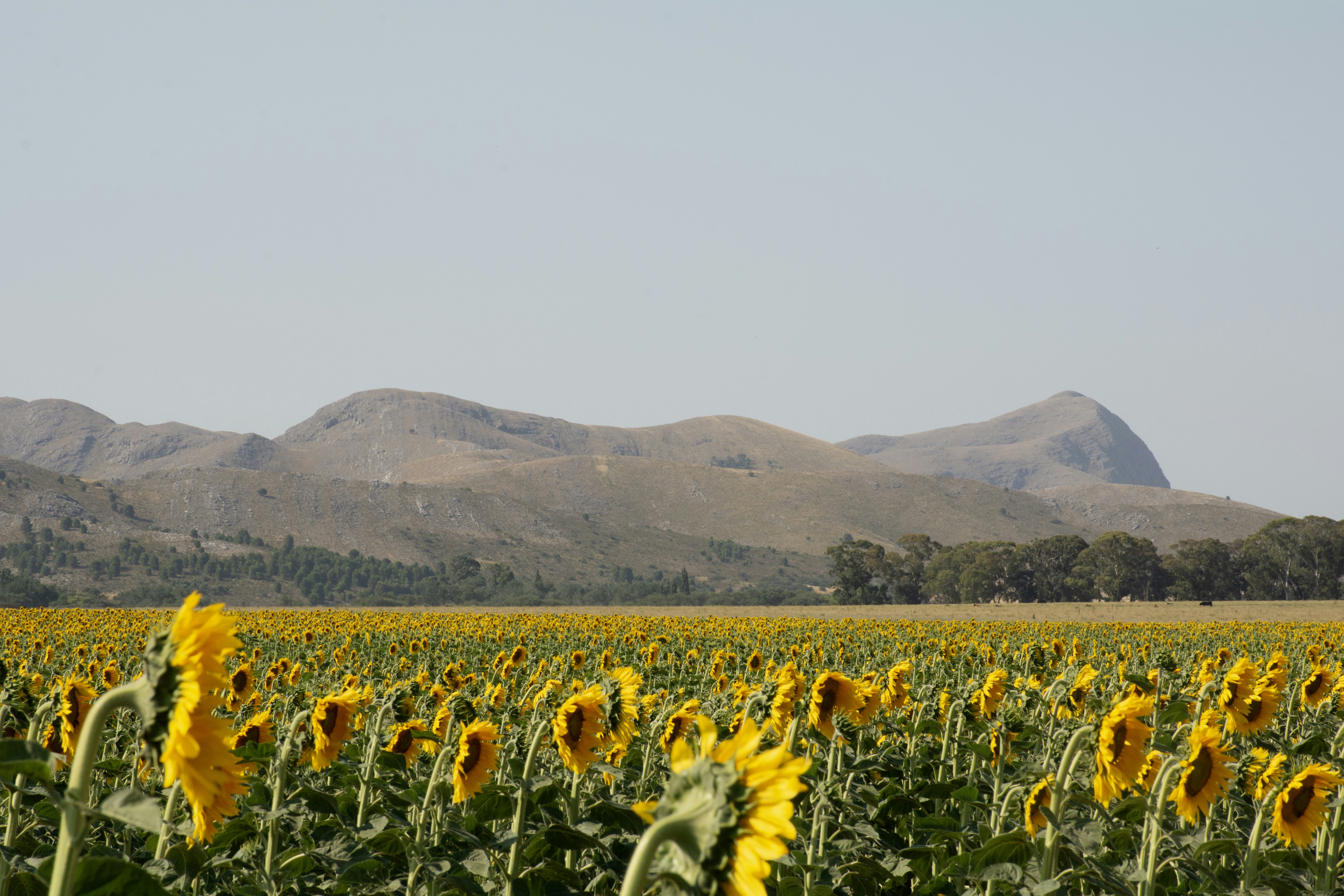 Golden Sea: Sunflowers Stretch Toward a Quiet Horizon
