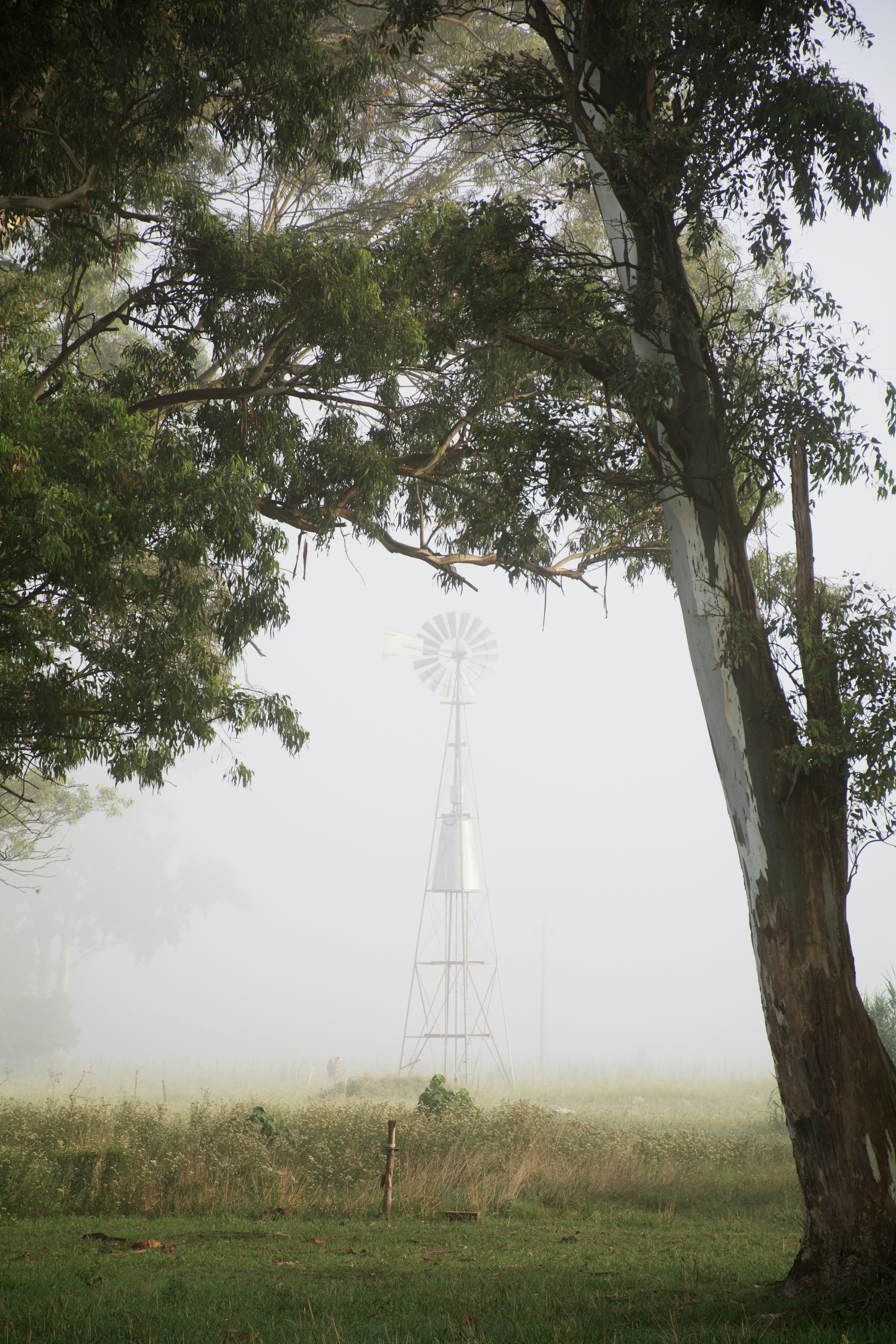 Misty Field Nearby a Windmill: Quiet Dawn in the Orchard