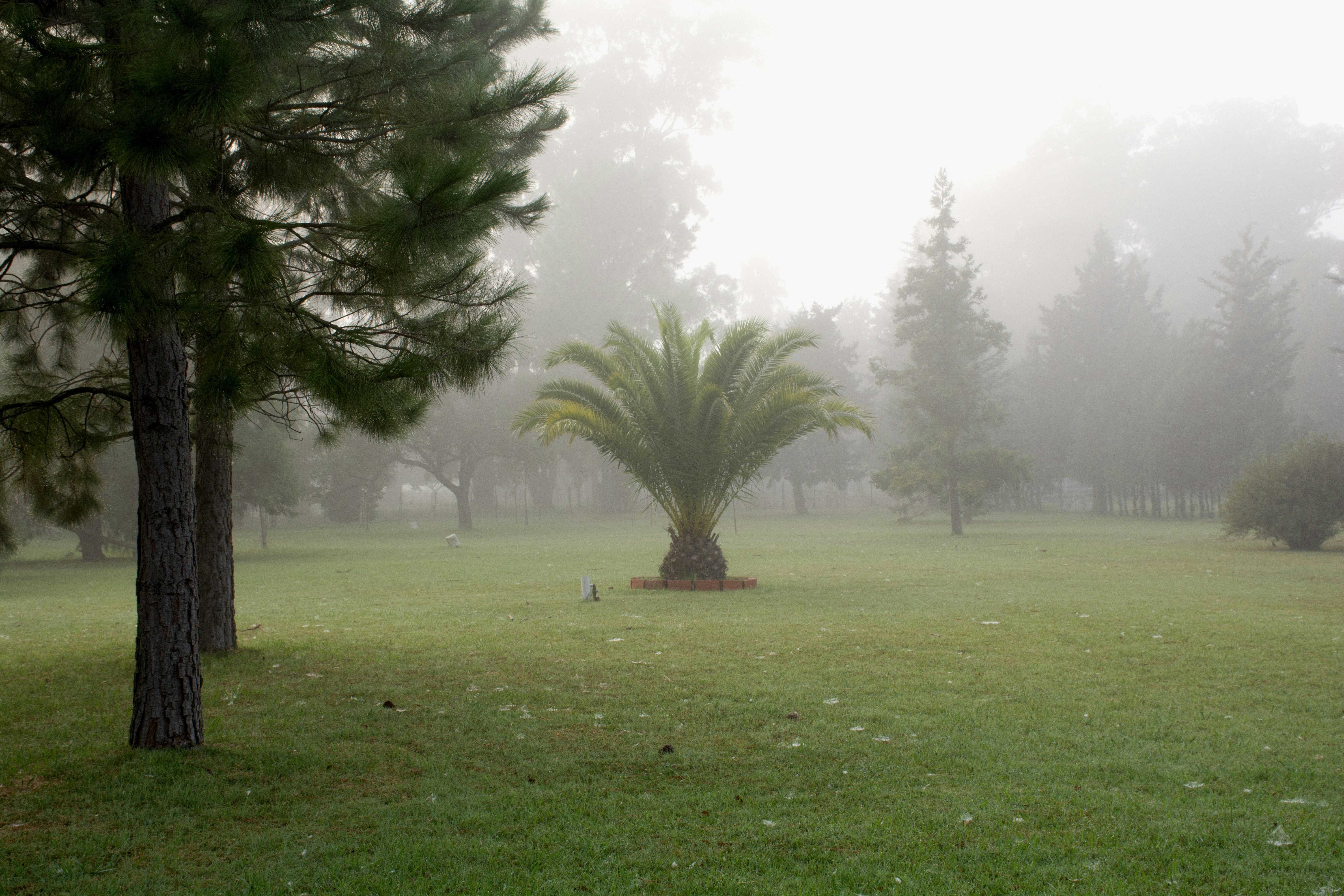 Palm in the Mist: A Serene Park Shrouded in Fog