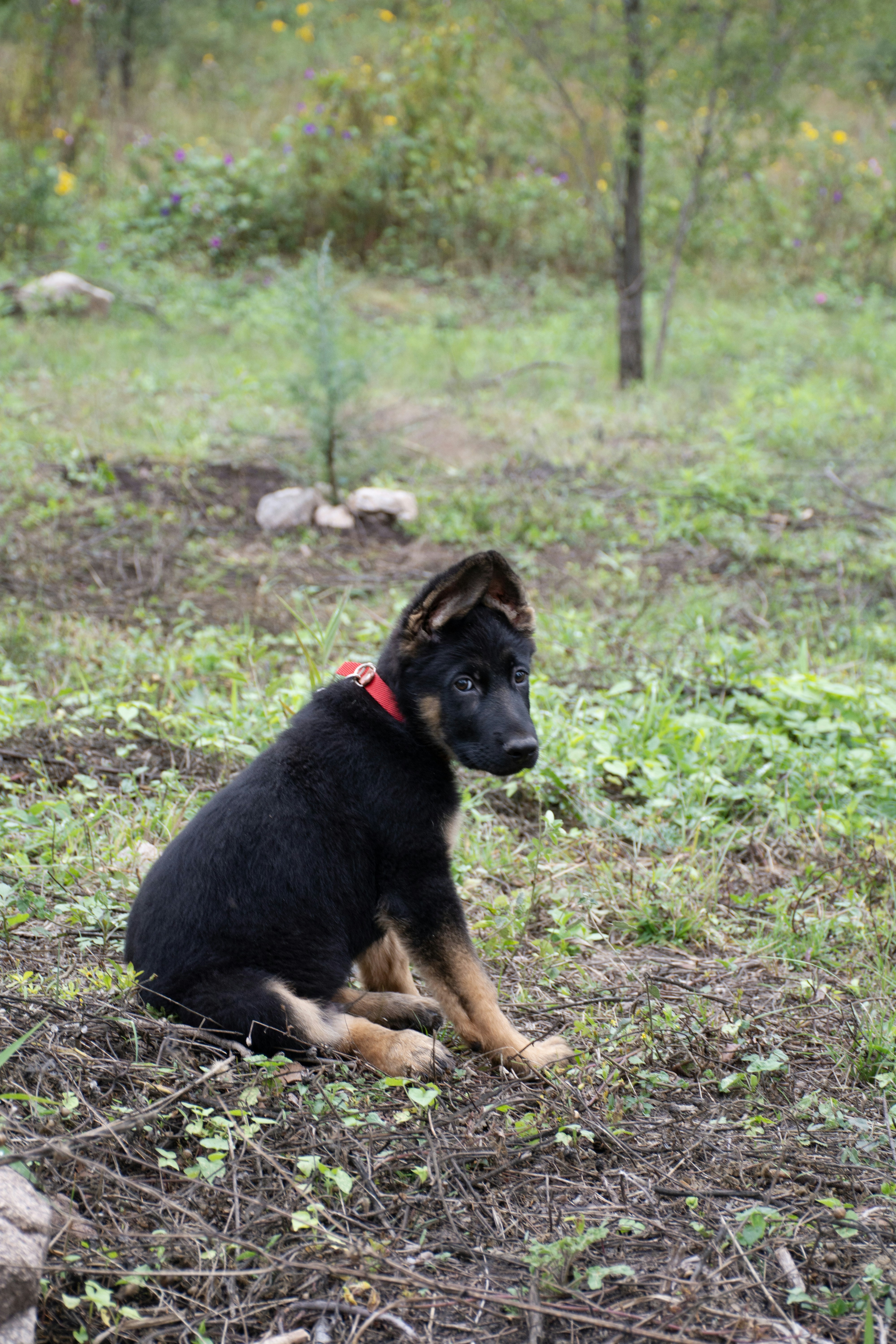 Curious German Shepherd Pup in a Wildflower Patch