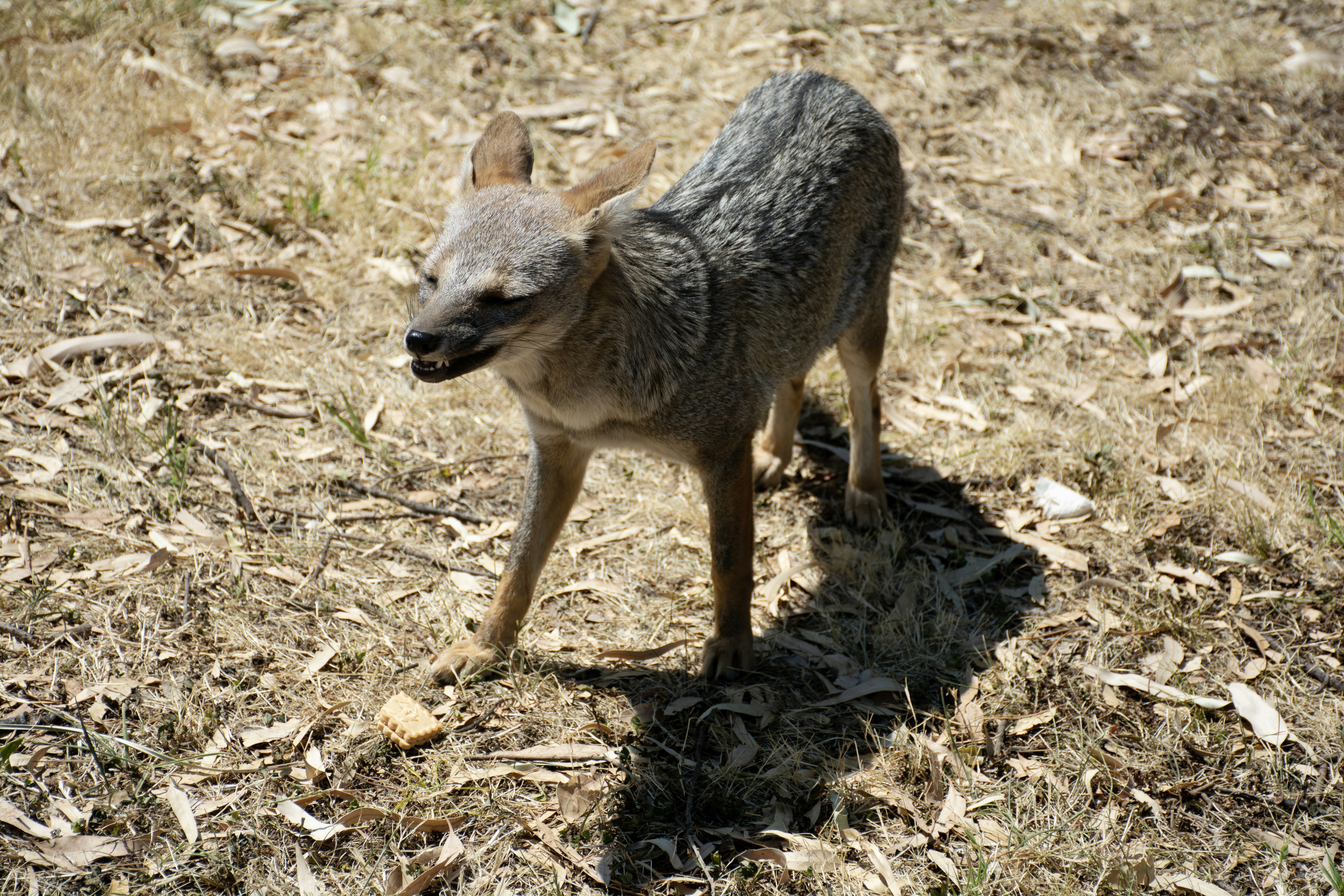Desert-Gray Wallaby in Sunlit Clearing