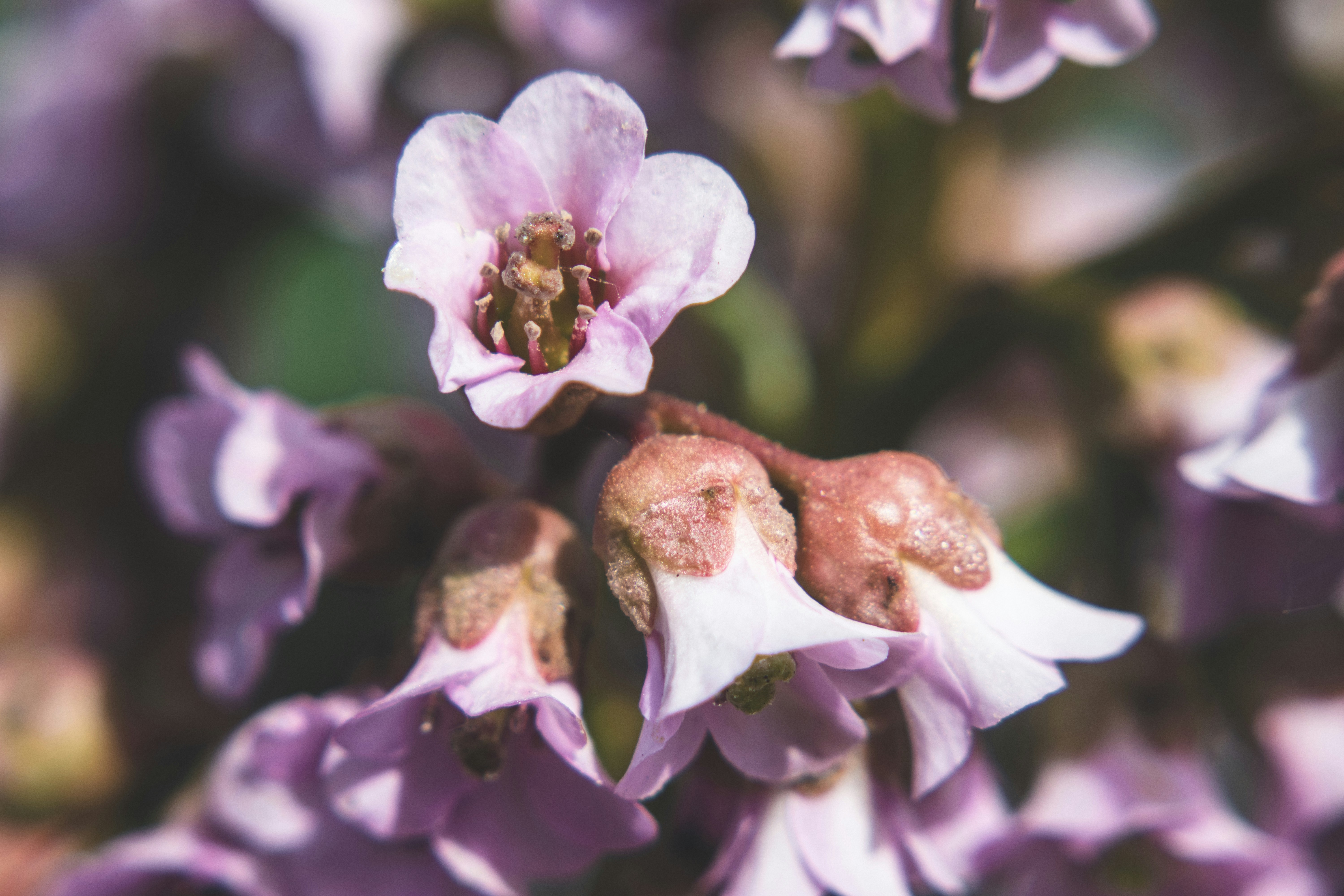 Petals in Focus: Soft Lavender Blooms at Close Range