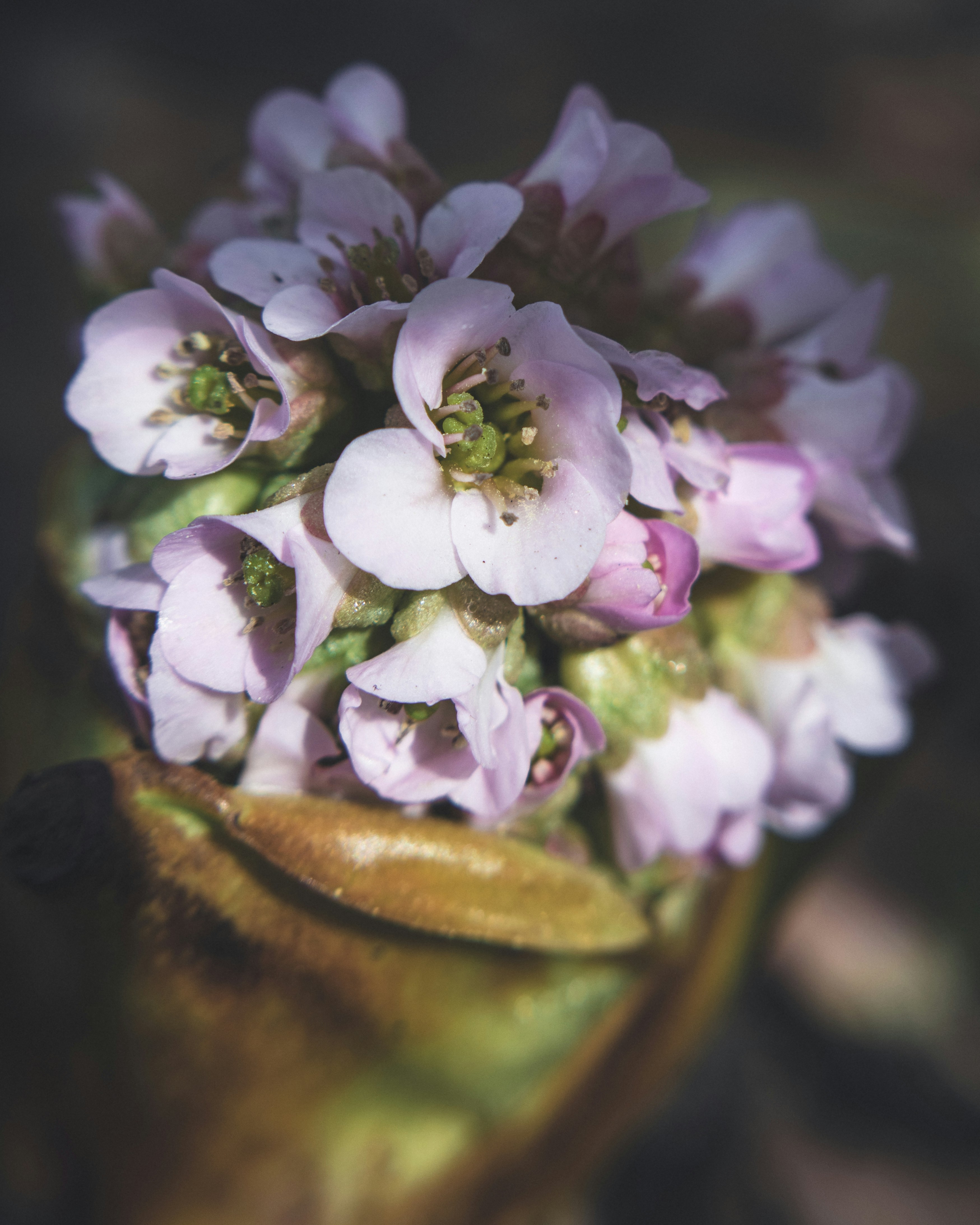 Blooming Portrait: Violet Clusters Nestled in Soft Focus