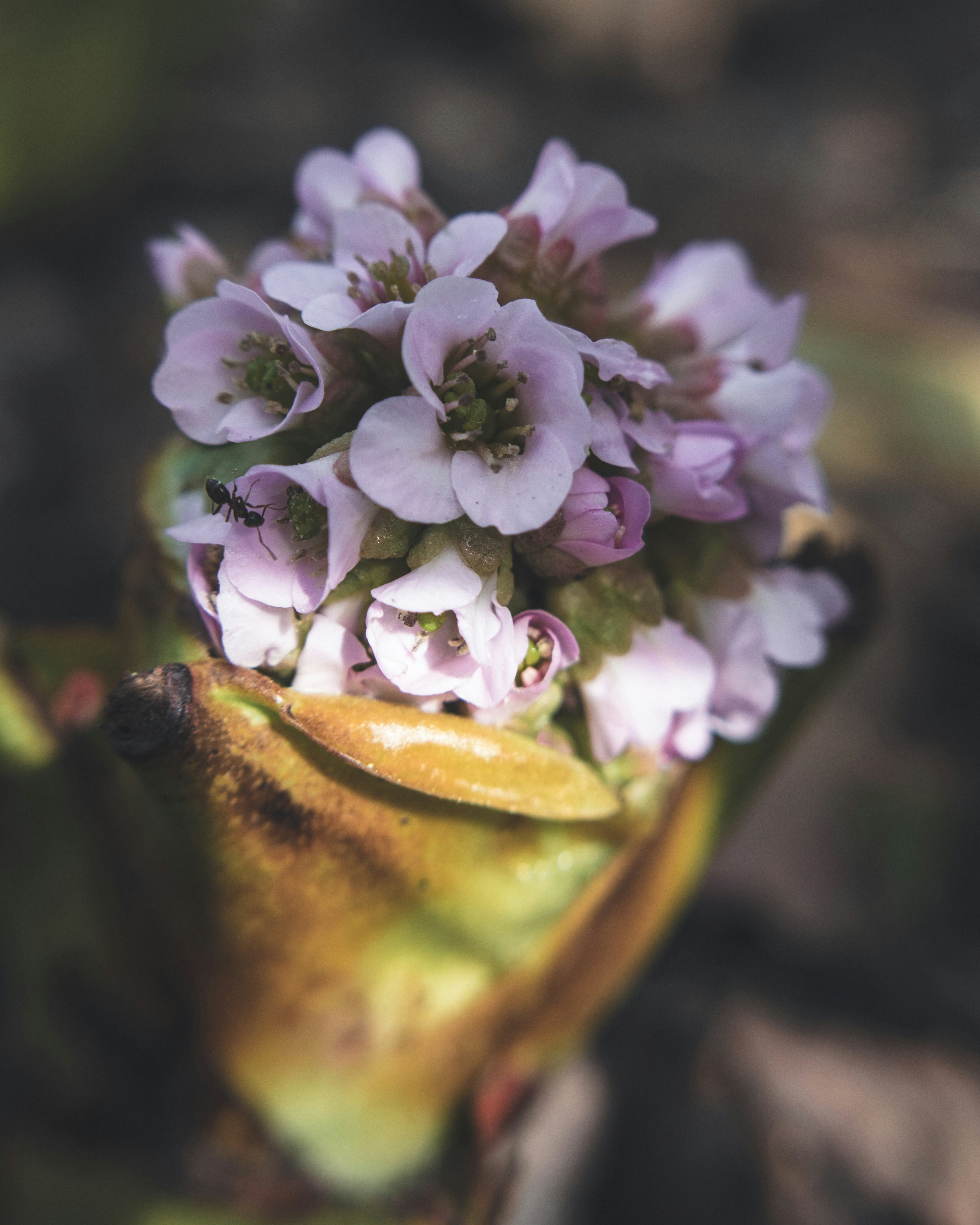 Pink blossoms crown a gnarly, sunlit bud of resilience