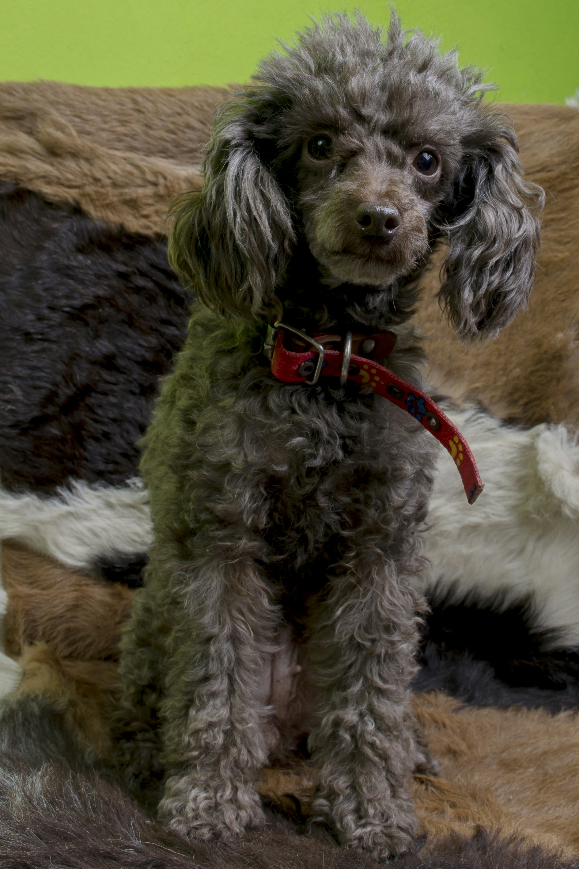 Curious Pup on a Plush Backdrop