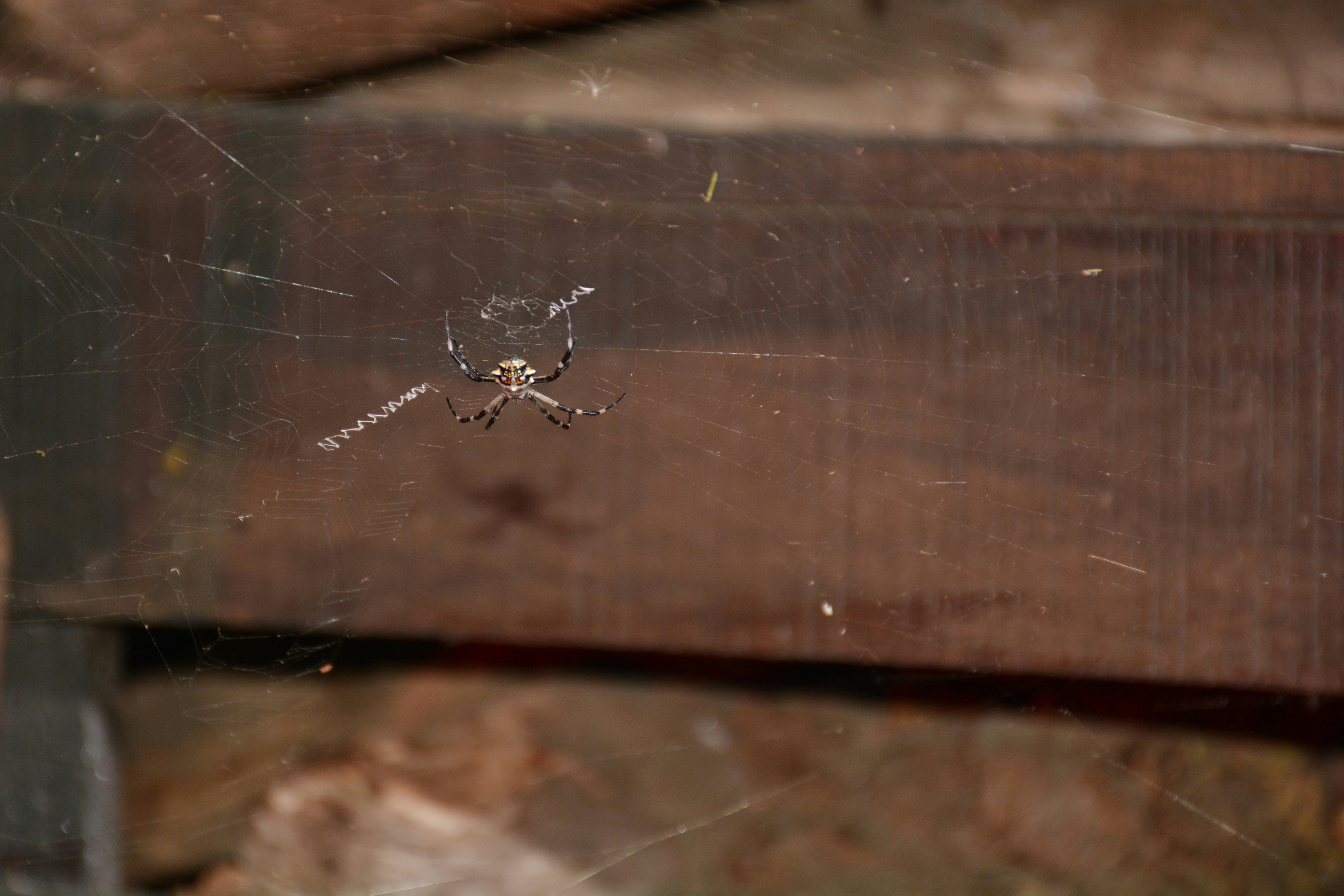 web-stalking on weathered timber