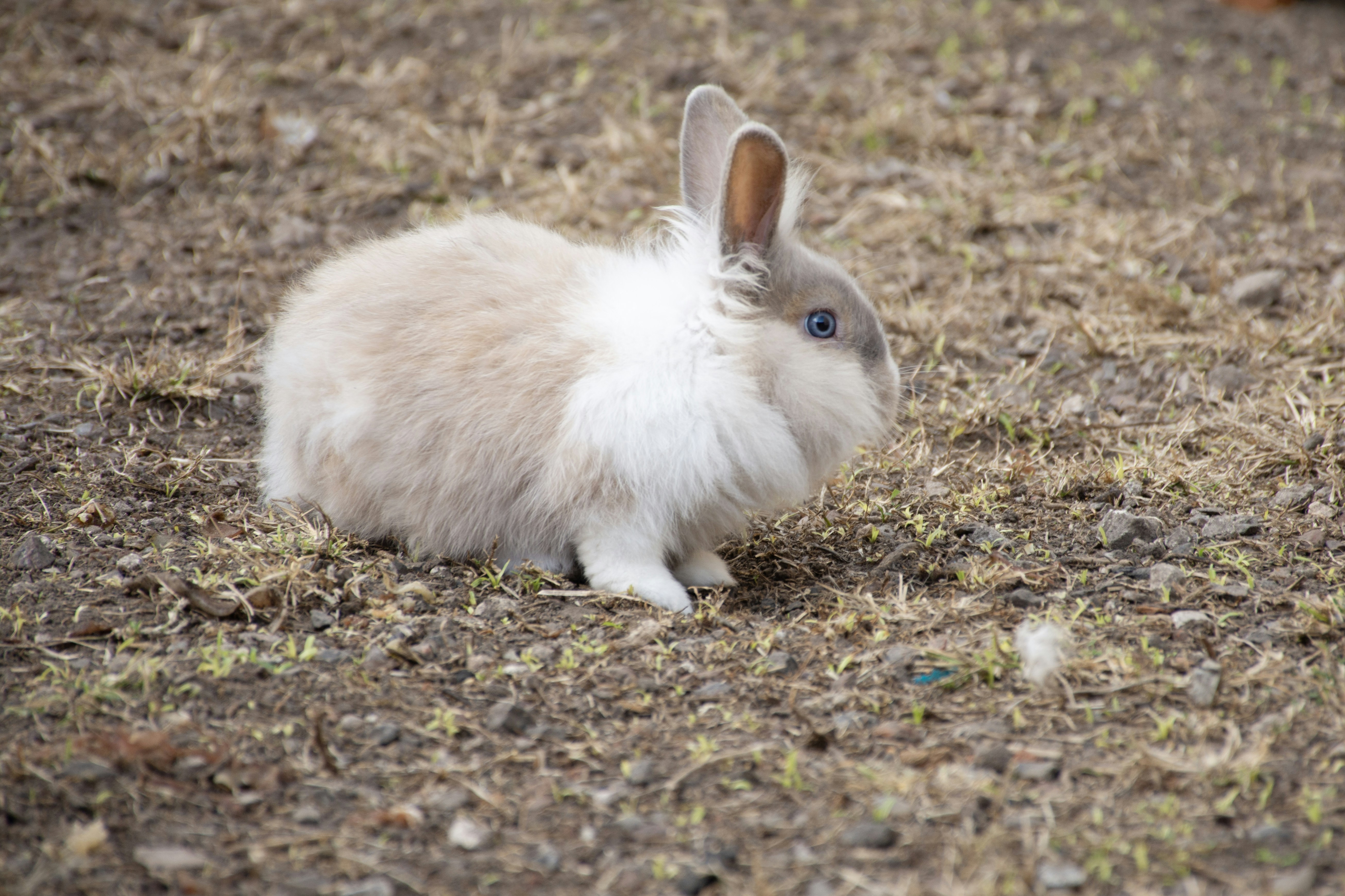Soft-Eared Spotlight: Light-Burrowed Rabbit Pausing in Leaf-Litter