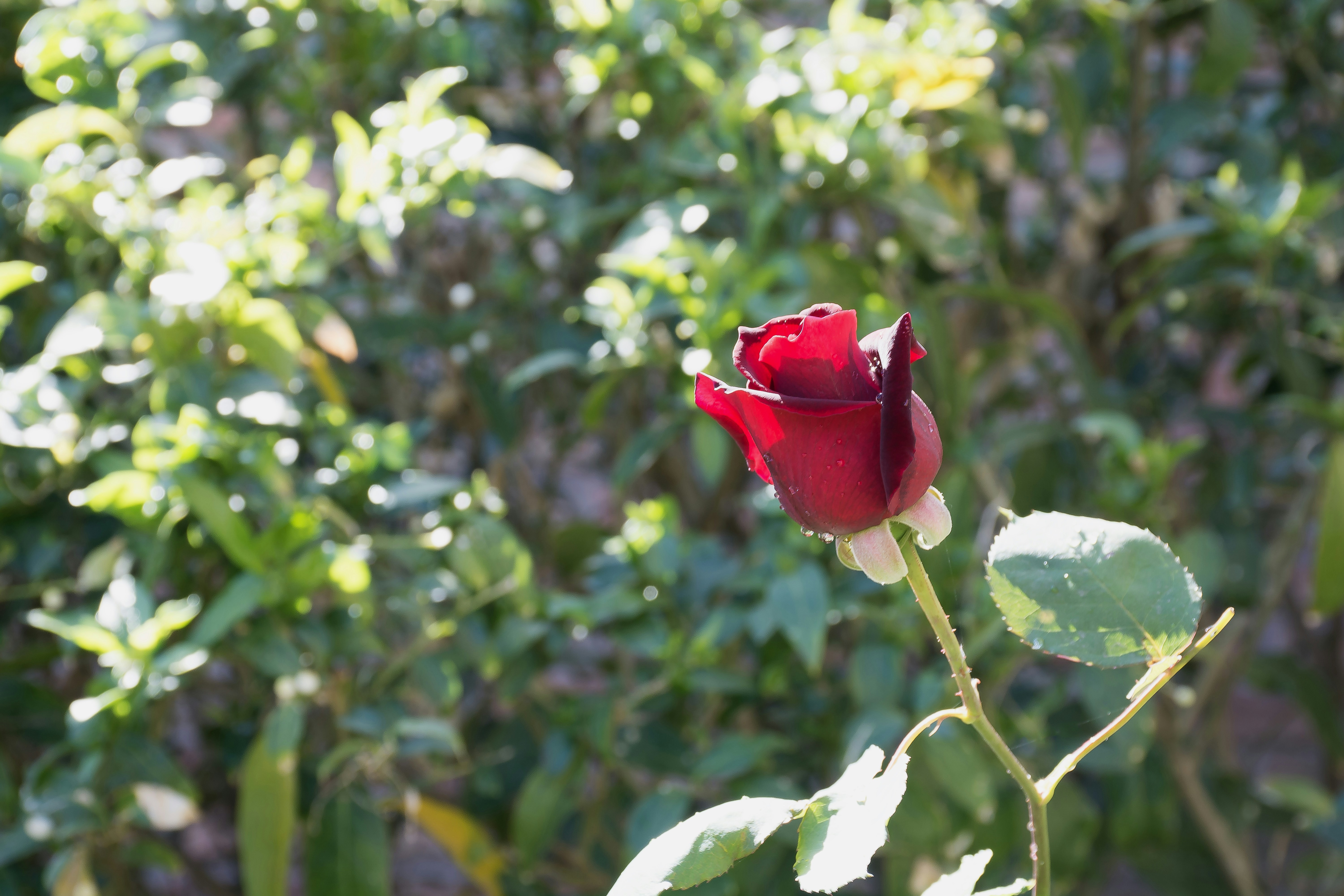 Red Rose in a Quiet Garden: A Single Bloom in Focus