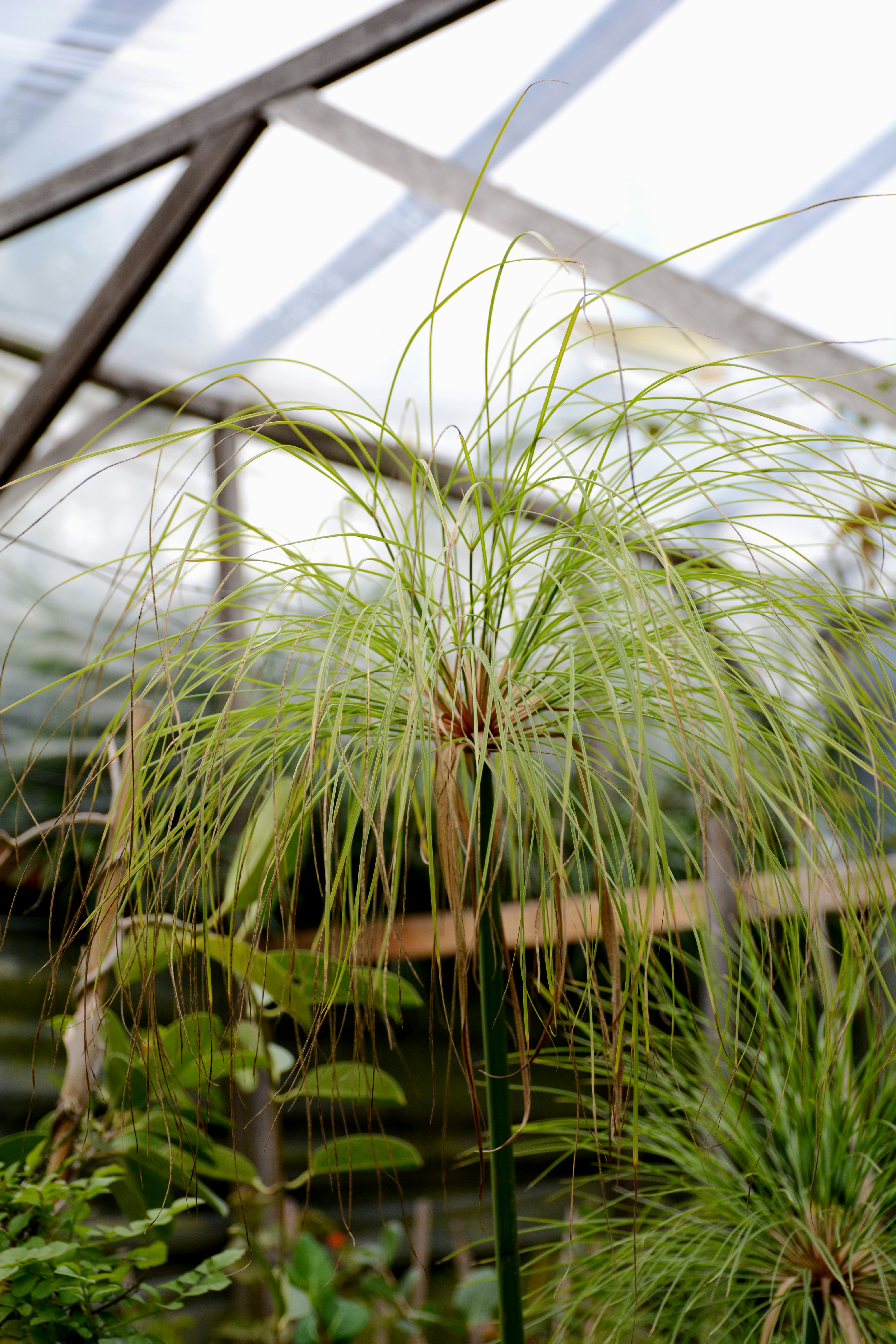 Greenhouse Majesty: Delicate Grass Crown Above Steel and Glass