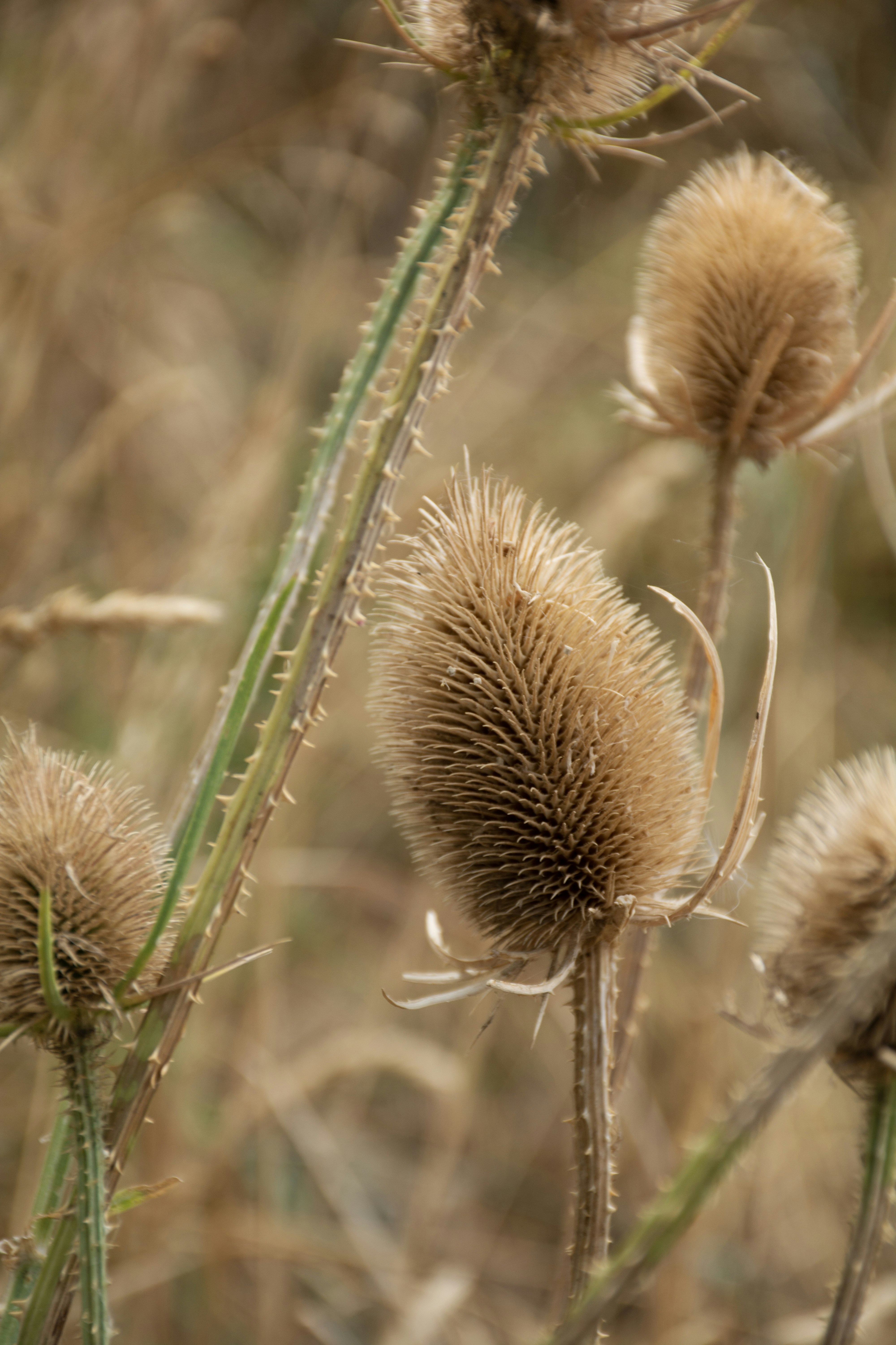 Desert Teasel Macro: Soft Focus Bristle Heads in Warm Harvest Light