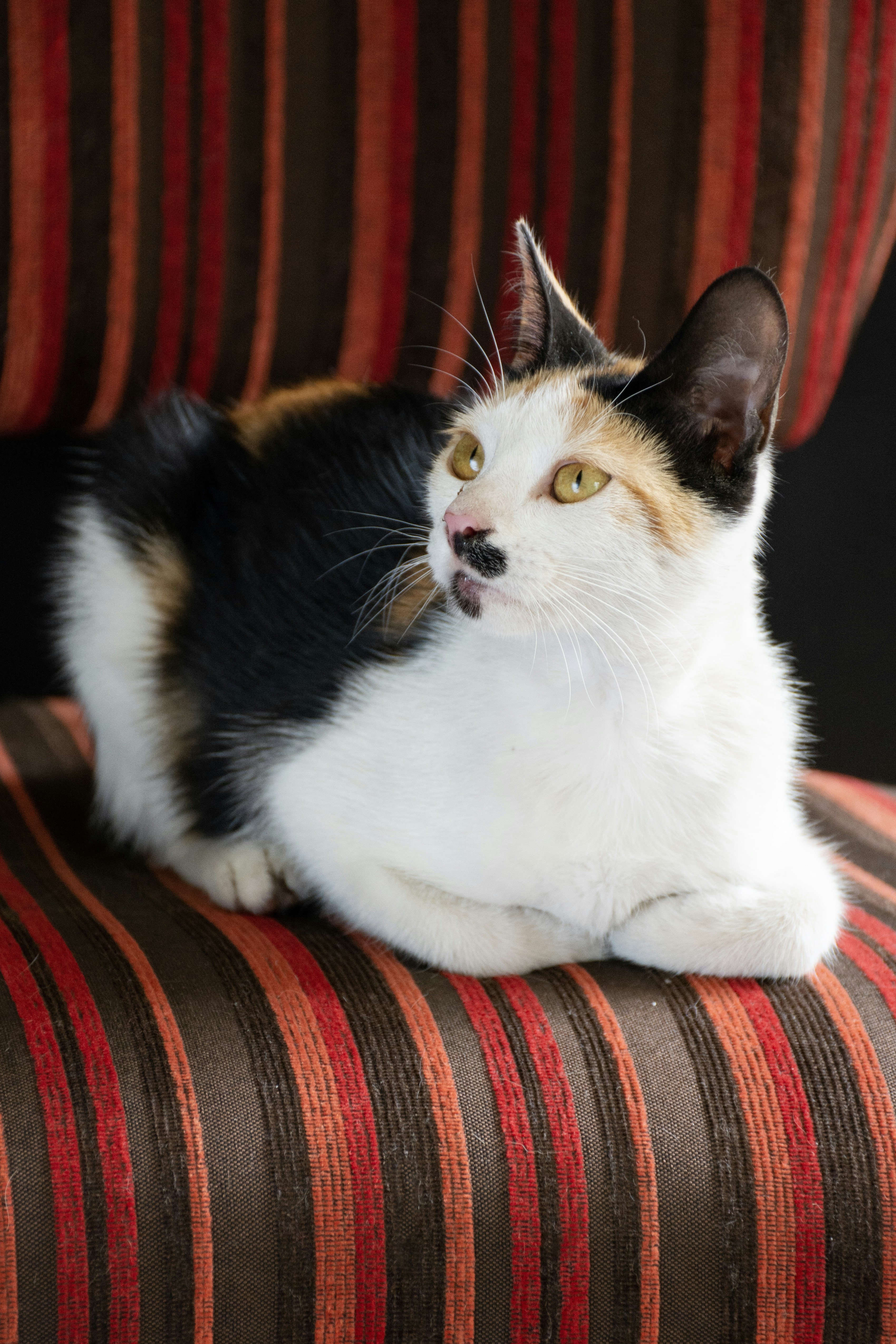 Amber-Eyed Calico on a Striped Couch