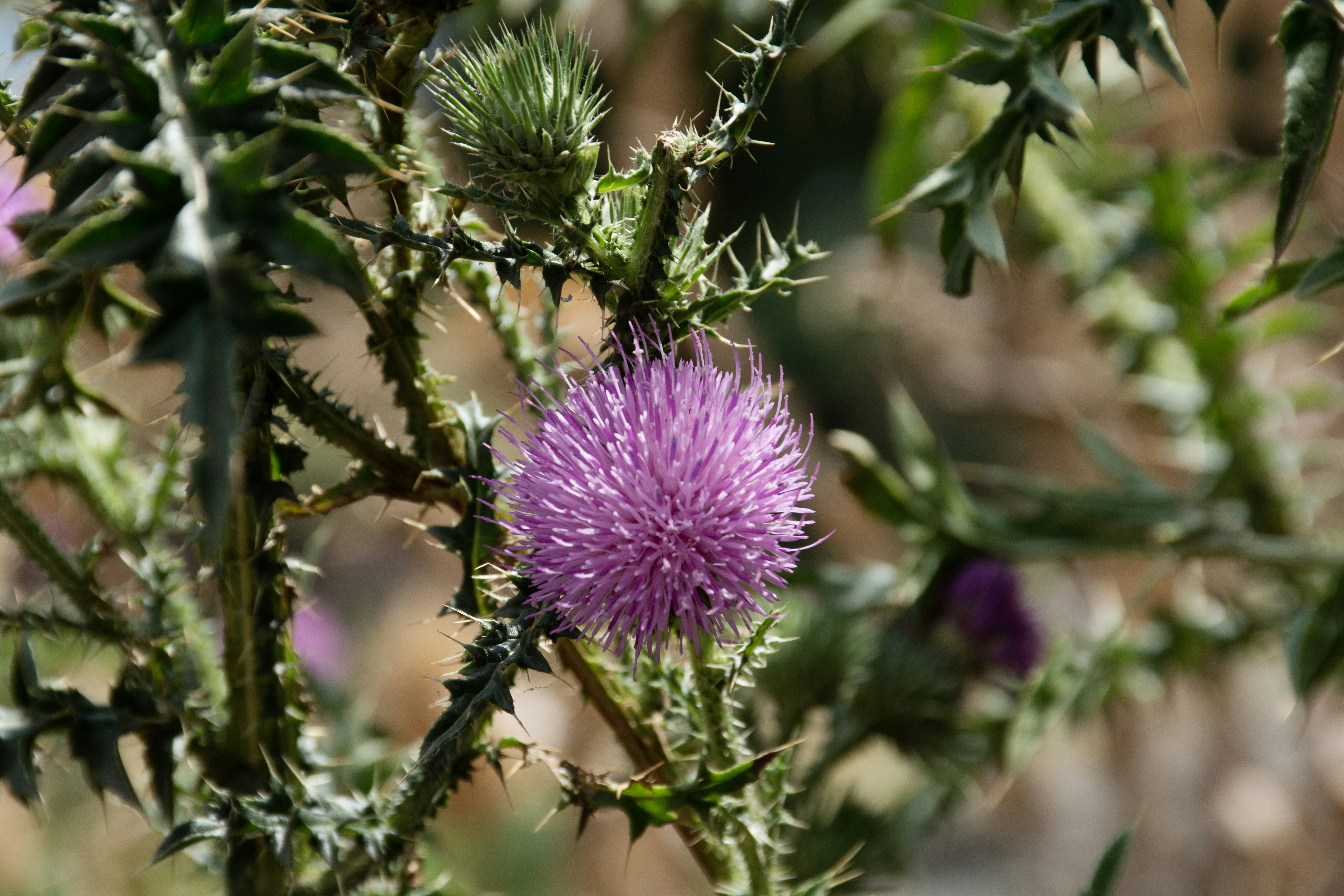 Pink globe thistle in sharp focus amid spiny greens