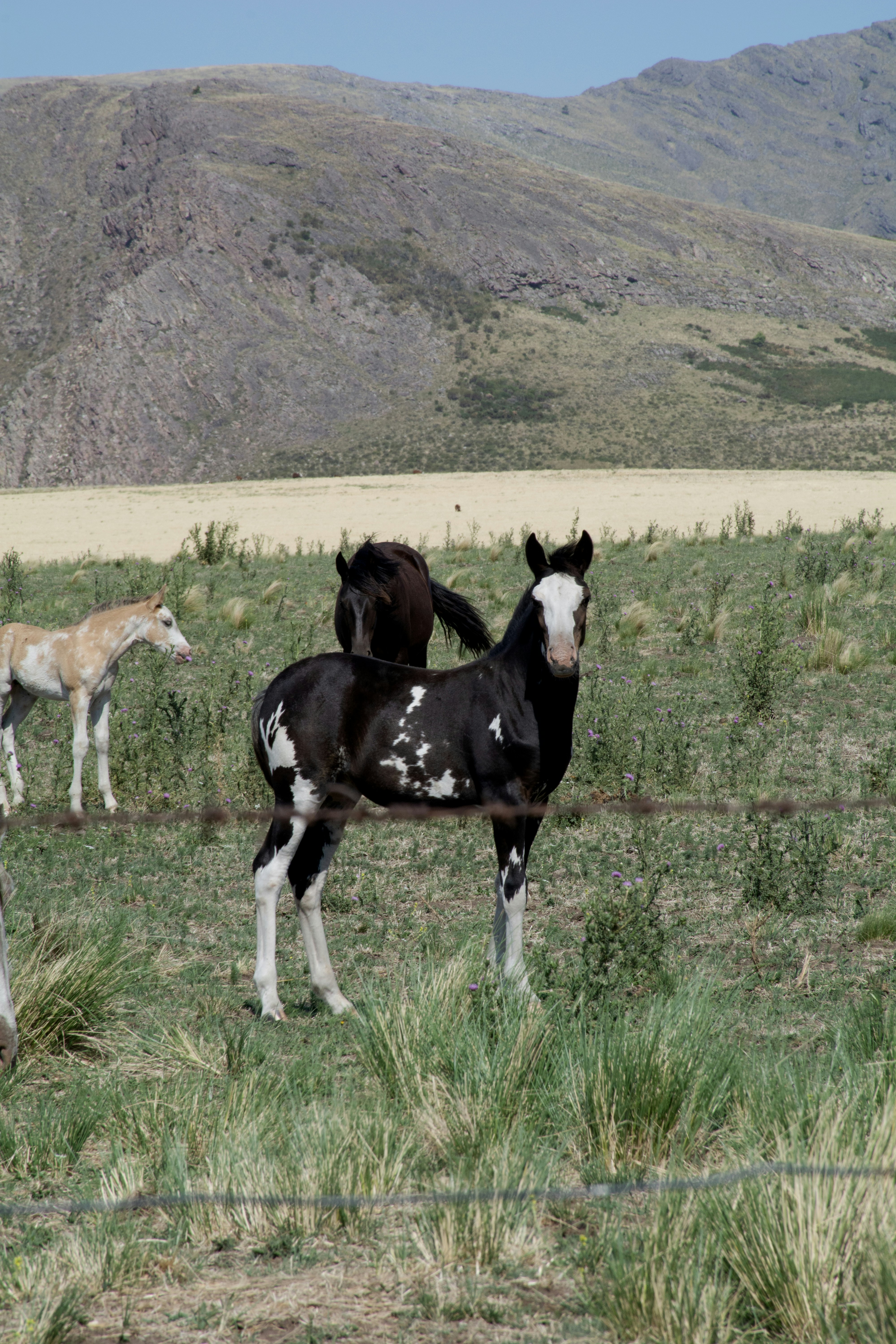 Foal in the Field with a Black-and-White Horse as Sentinel