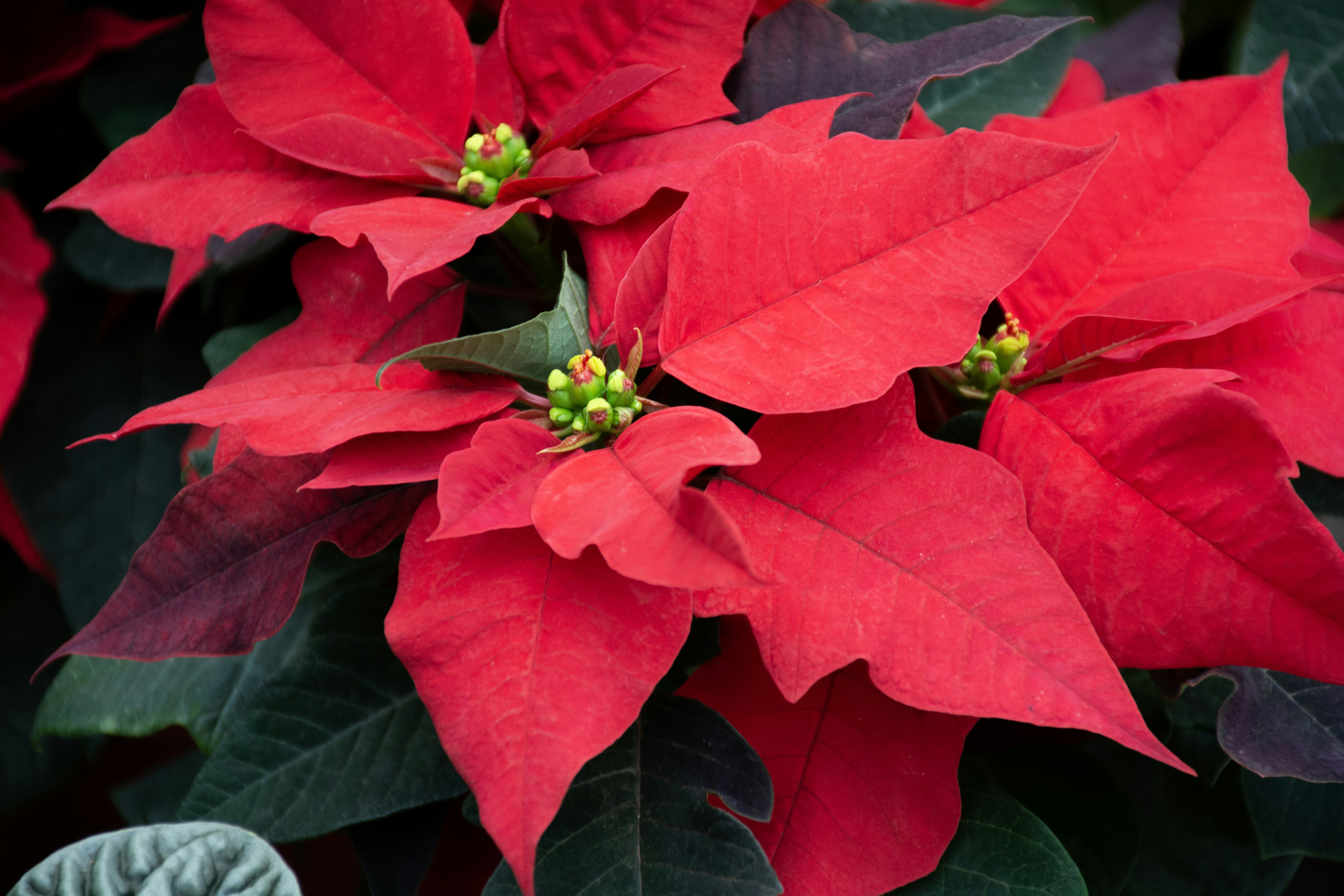 Crimson Poinsettia Cluster with Central Buds