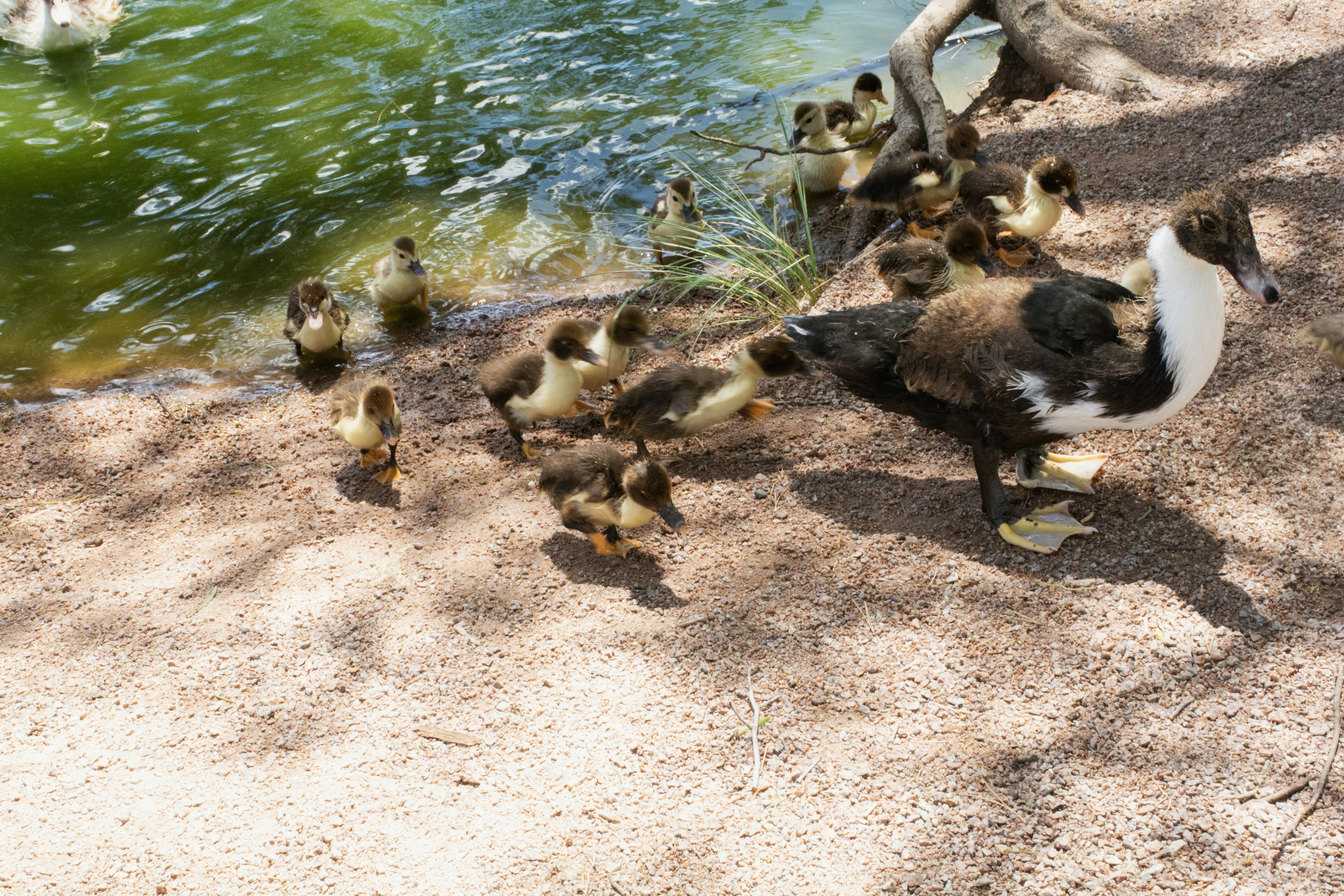 Mother Duck and Ducklings at the Riverside Shore