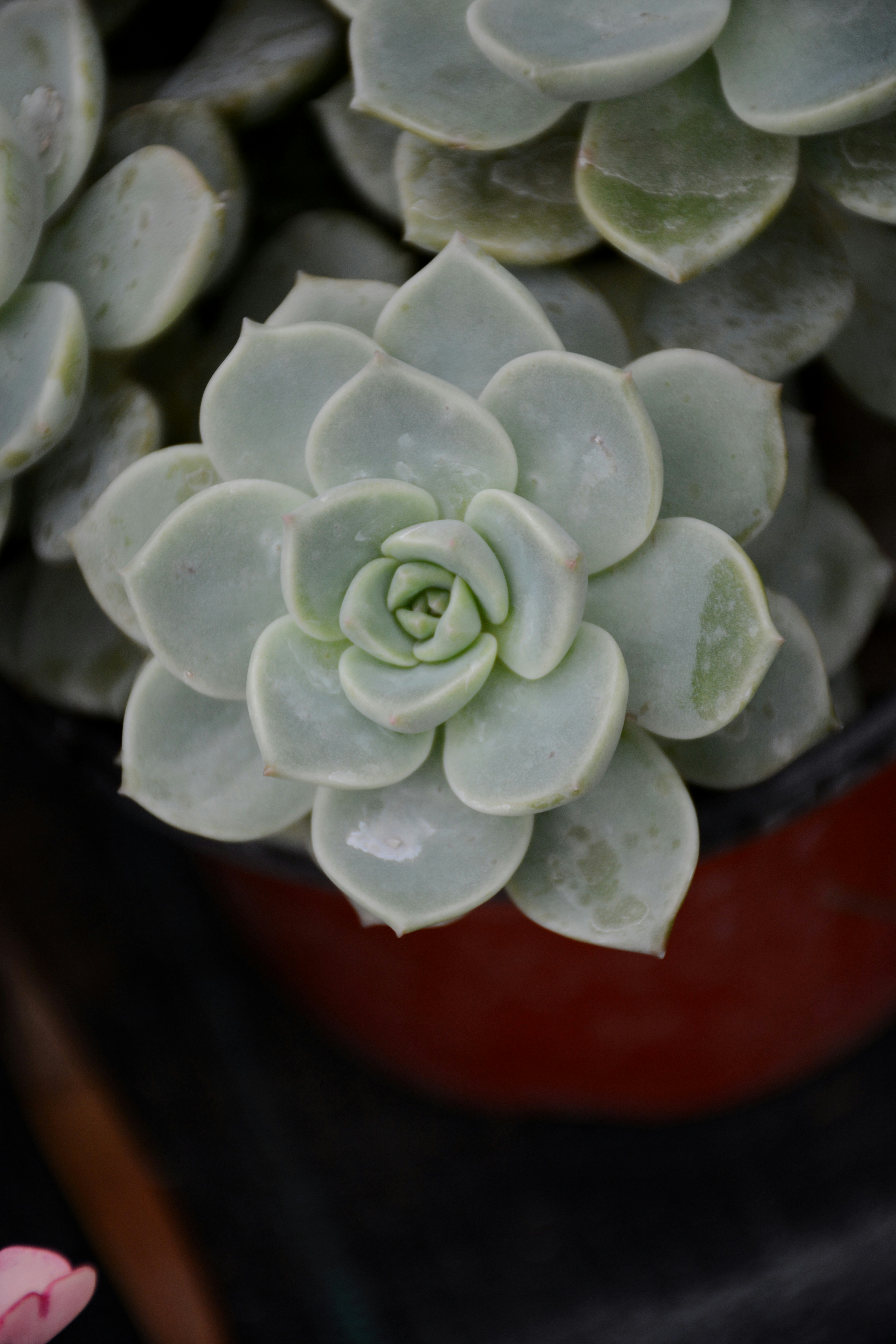 Central Rosette: A Pale-Hued Echeveria Framed by Dark Pot Edge
