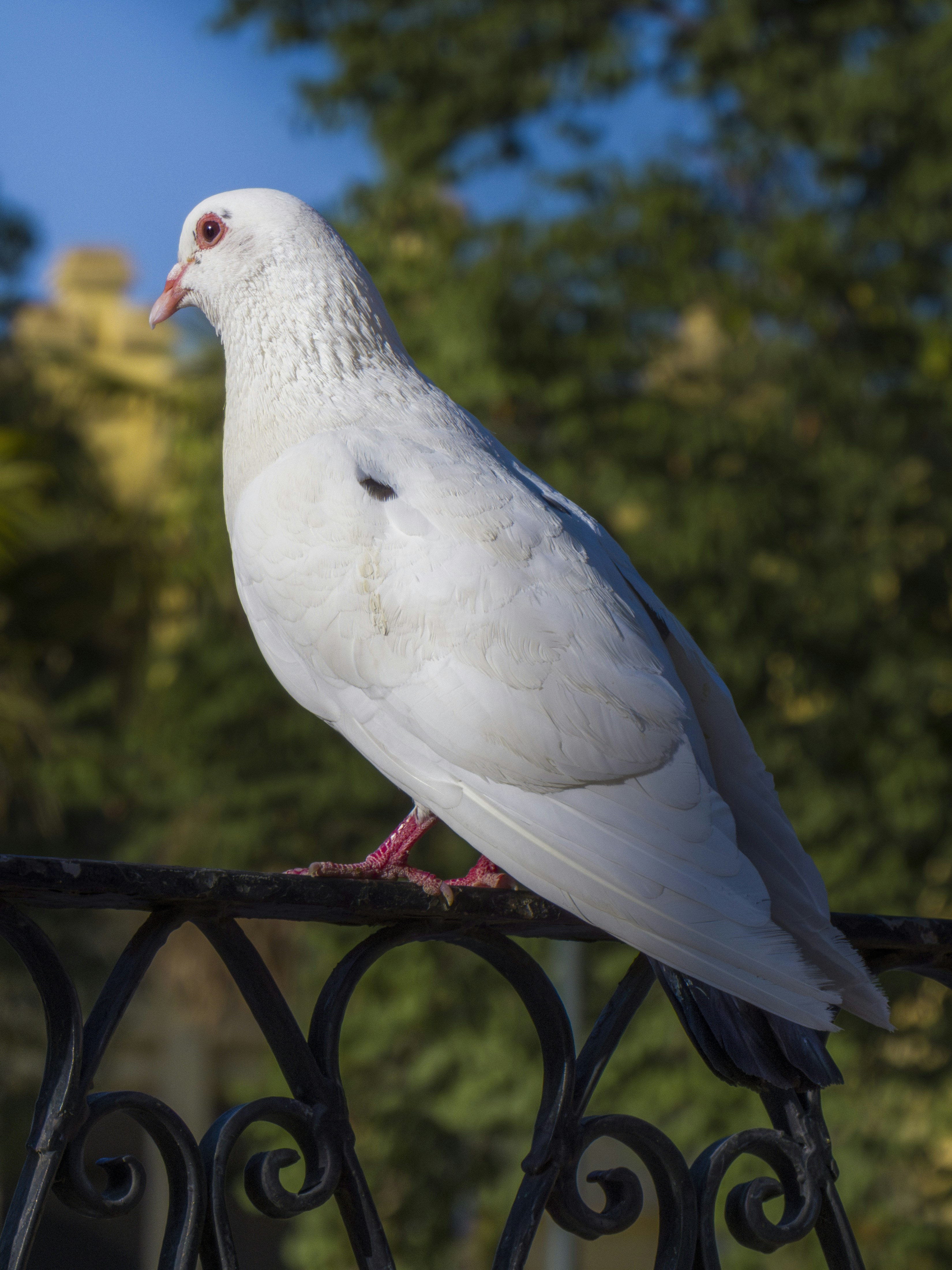 White dove perched on ornate railing with a blurred green garden backdrop