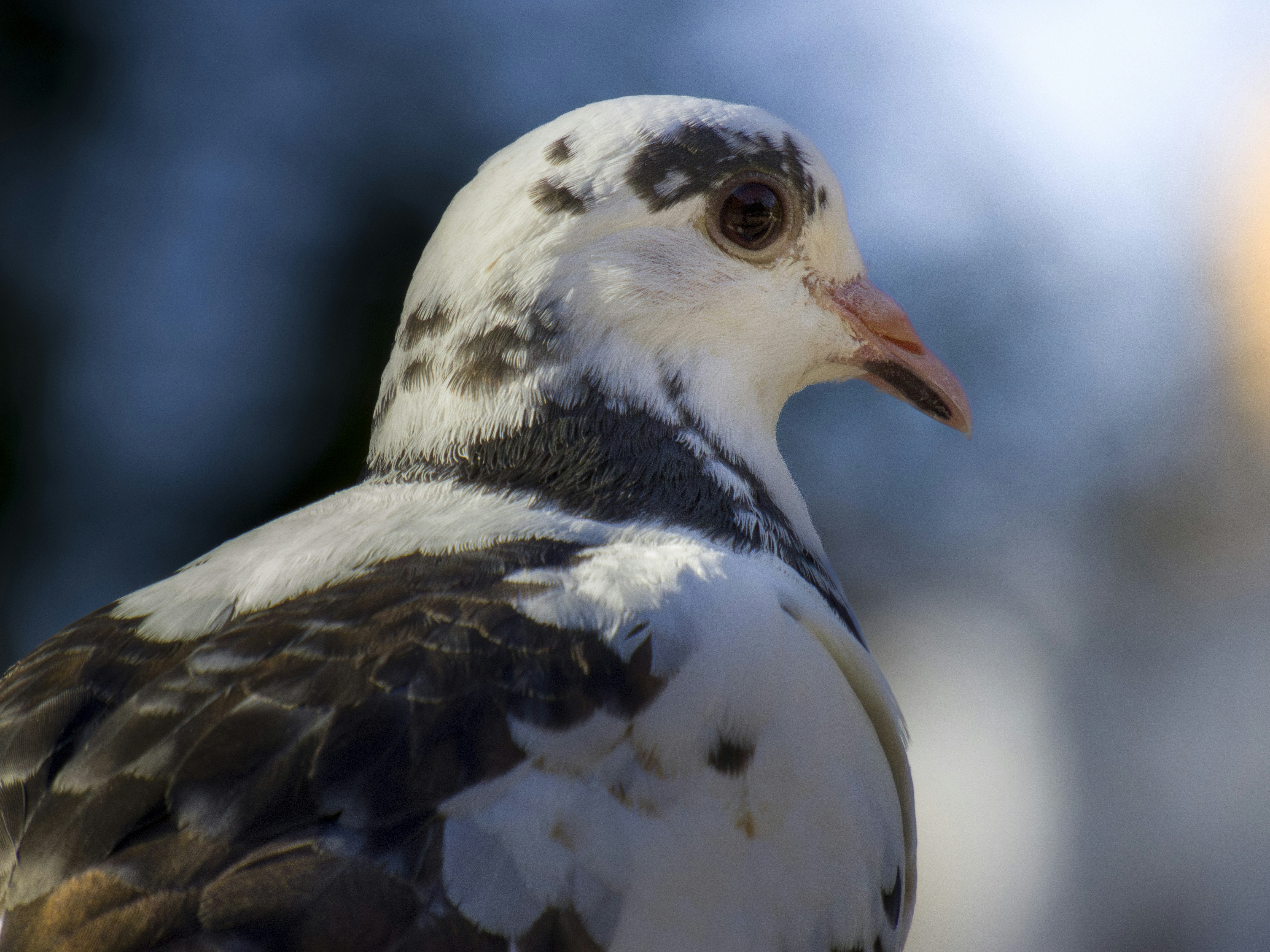 Portrait of a Pigeon: Close-Up with Soft Bokeh and Feather Detailing