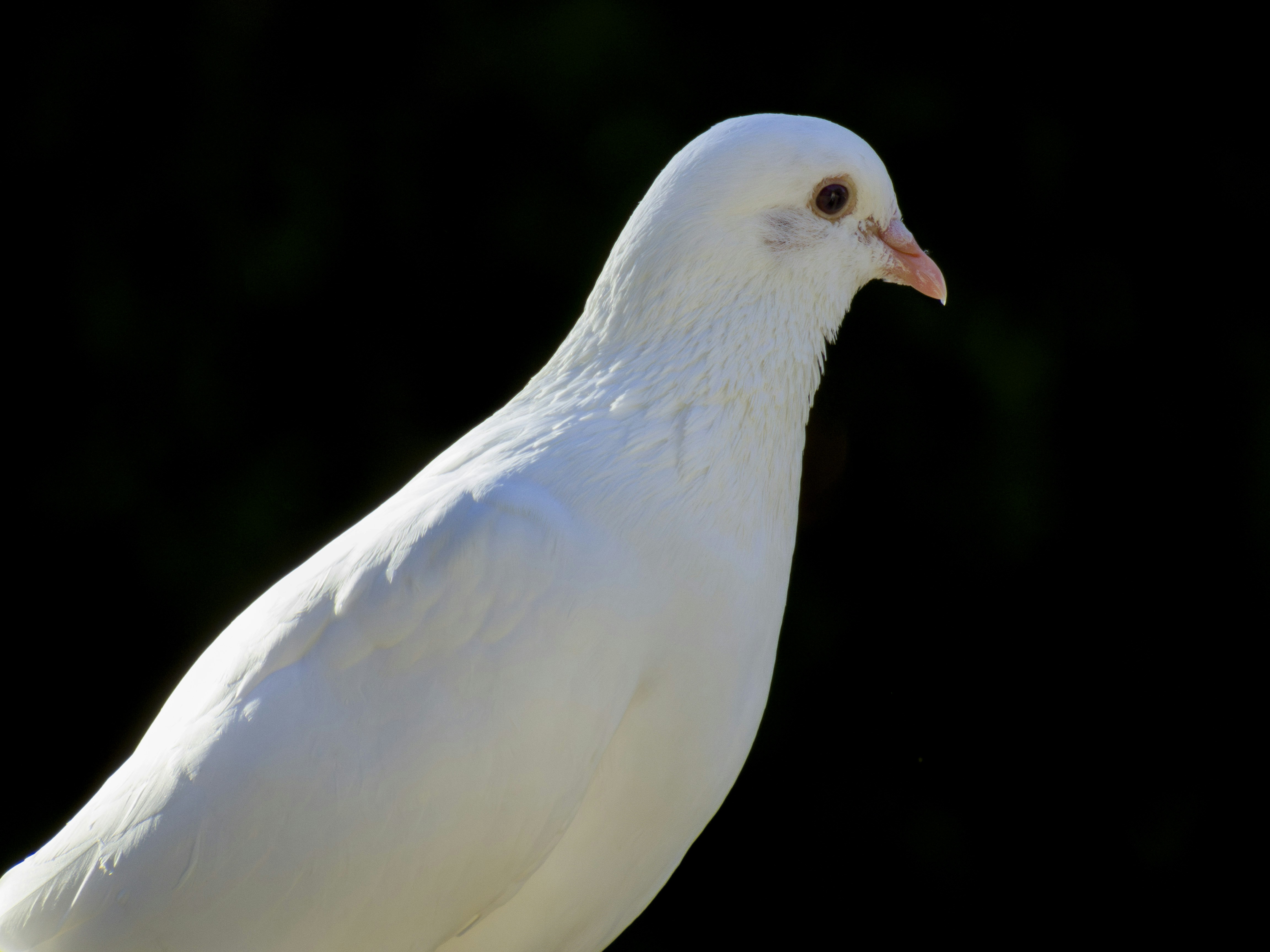 Pristine White Dove Against Night
