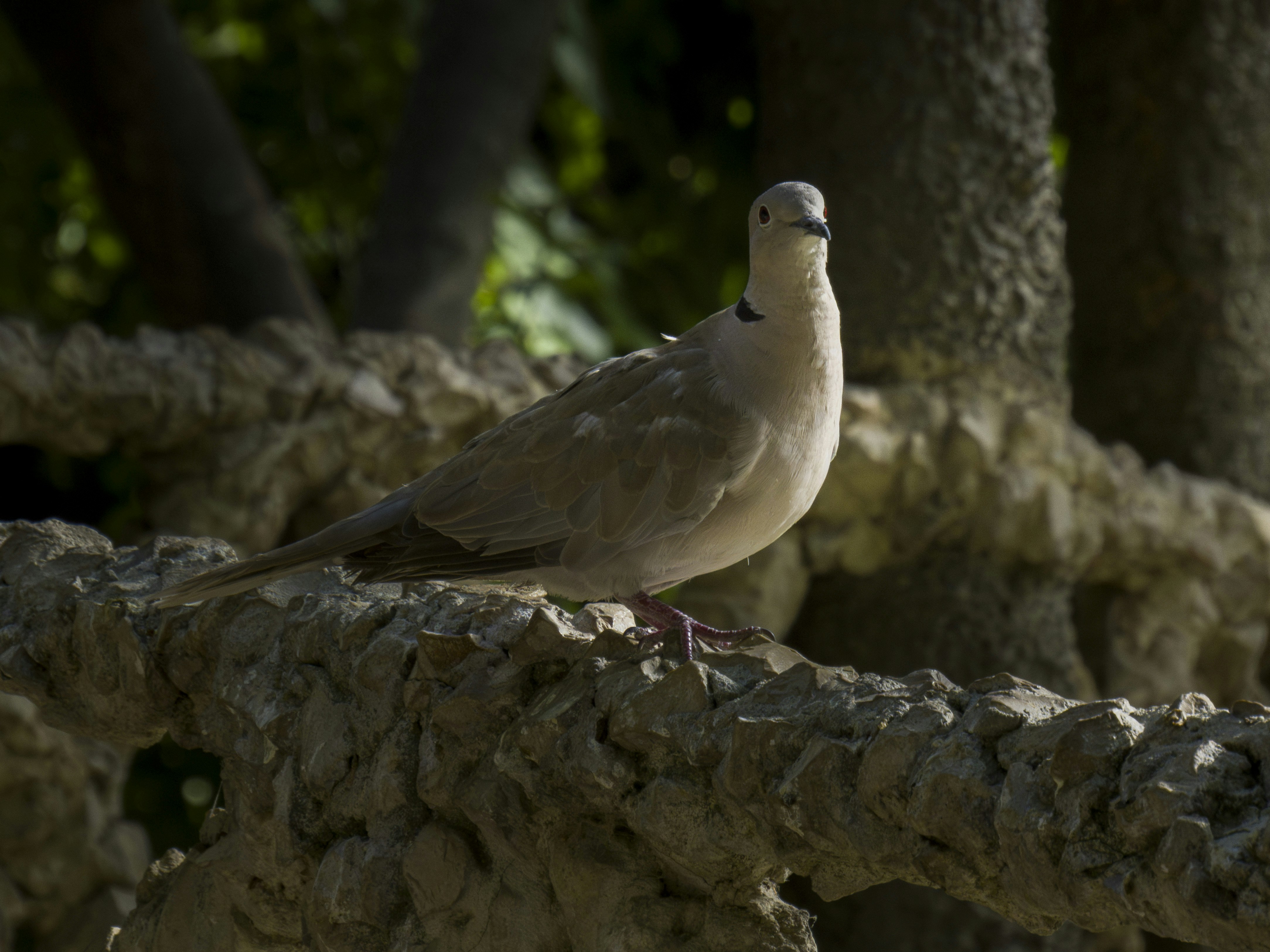 Pigeon Perch on a Rough Stone Ledge