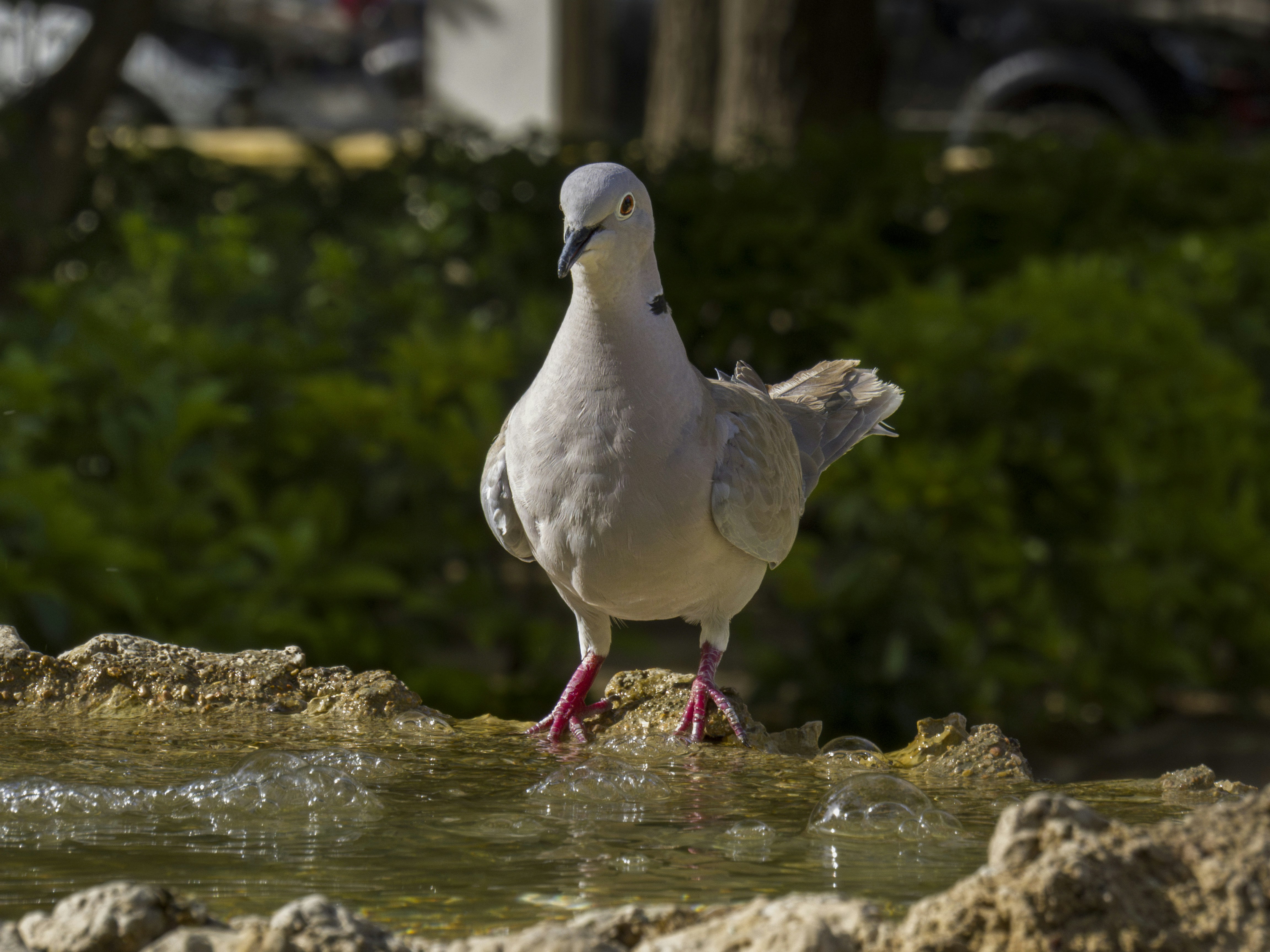 Gentle seaside pedestal: a lone dove wades at sunlit edge