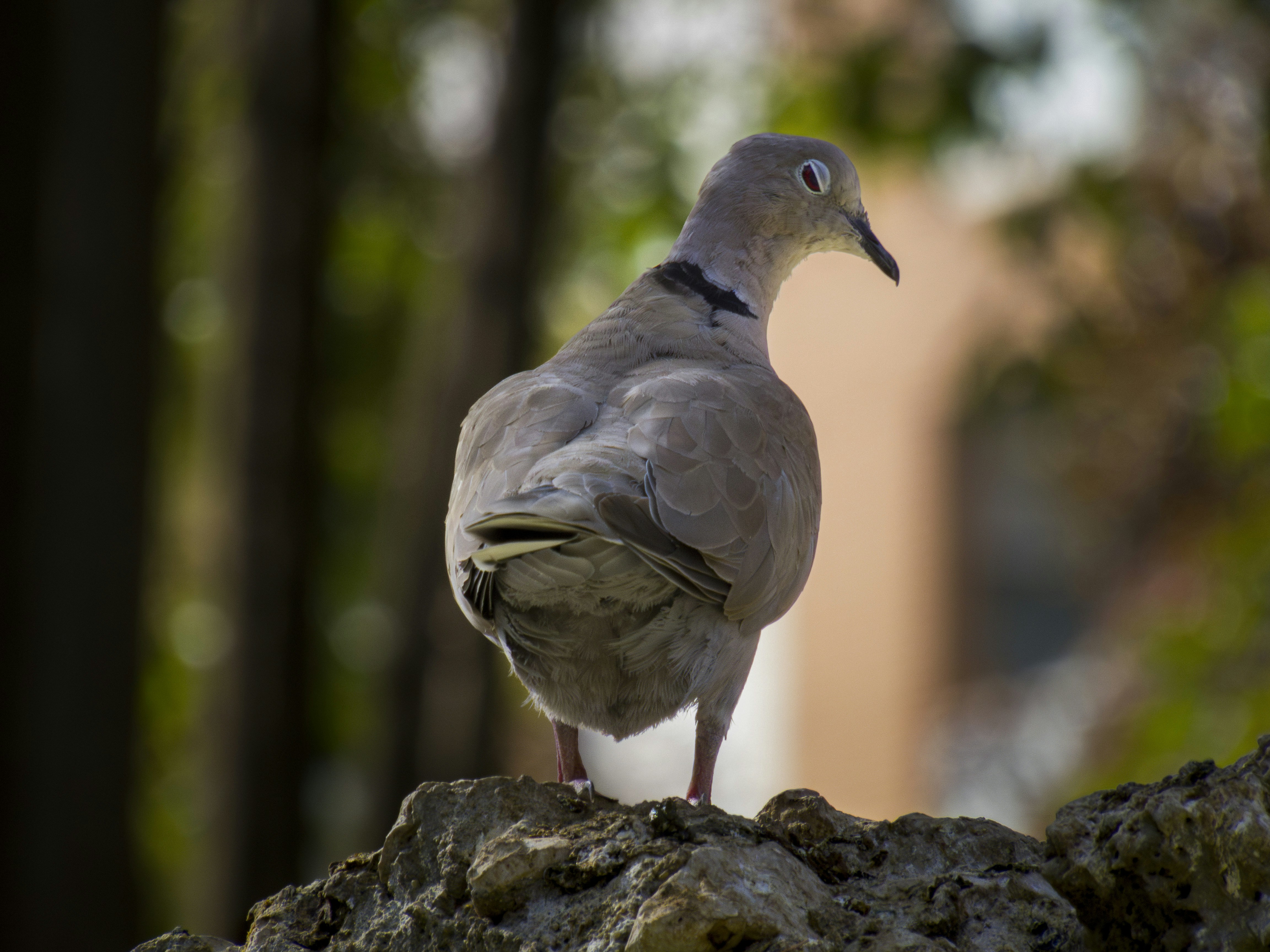 Pigeon on a Mossy Ridge: Quiet Portrait in Dappled Light