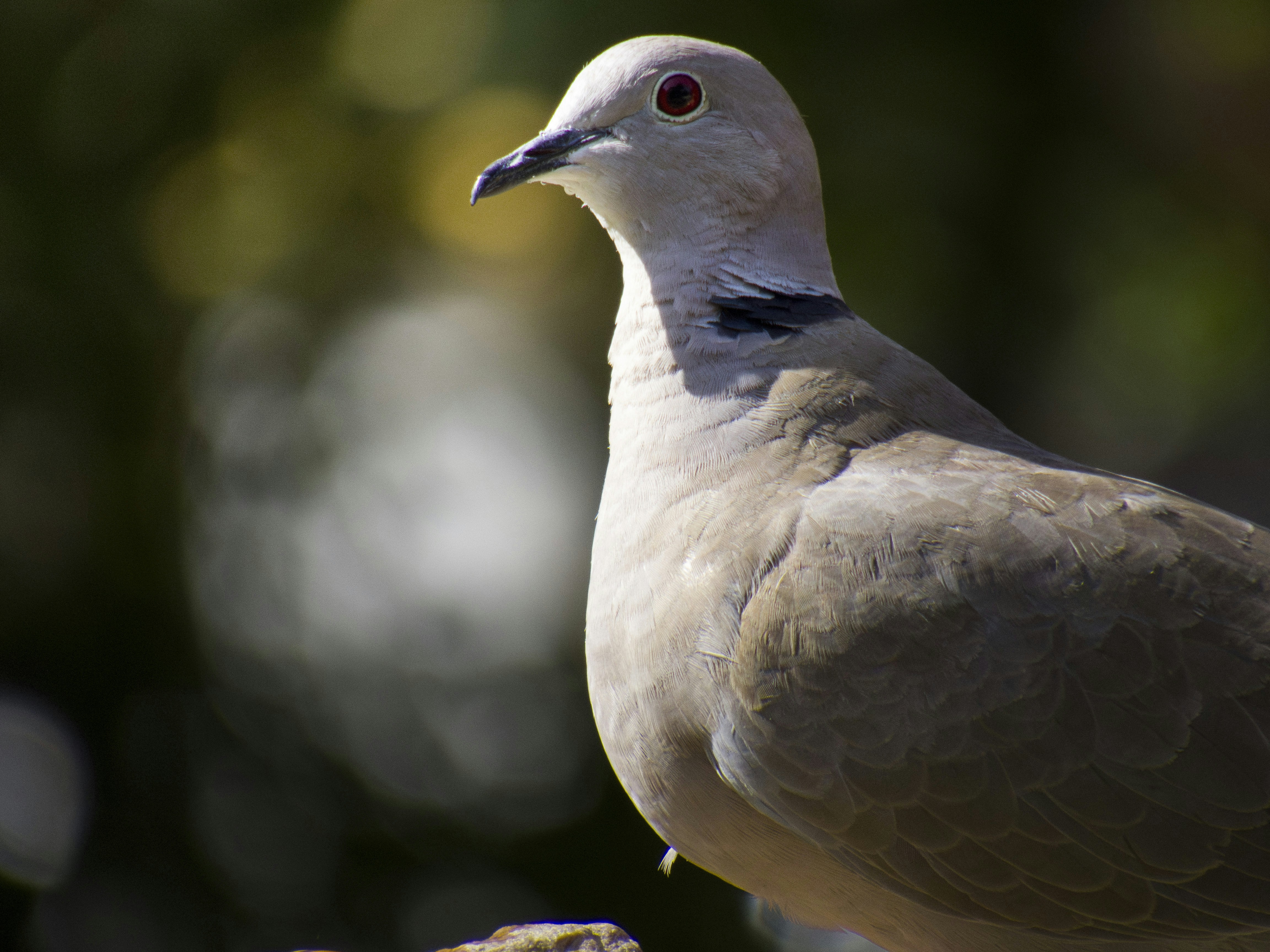 Portrait of a calm dove with a soft bokeh backdrop